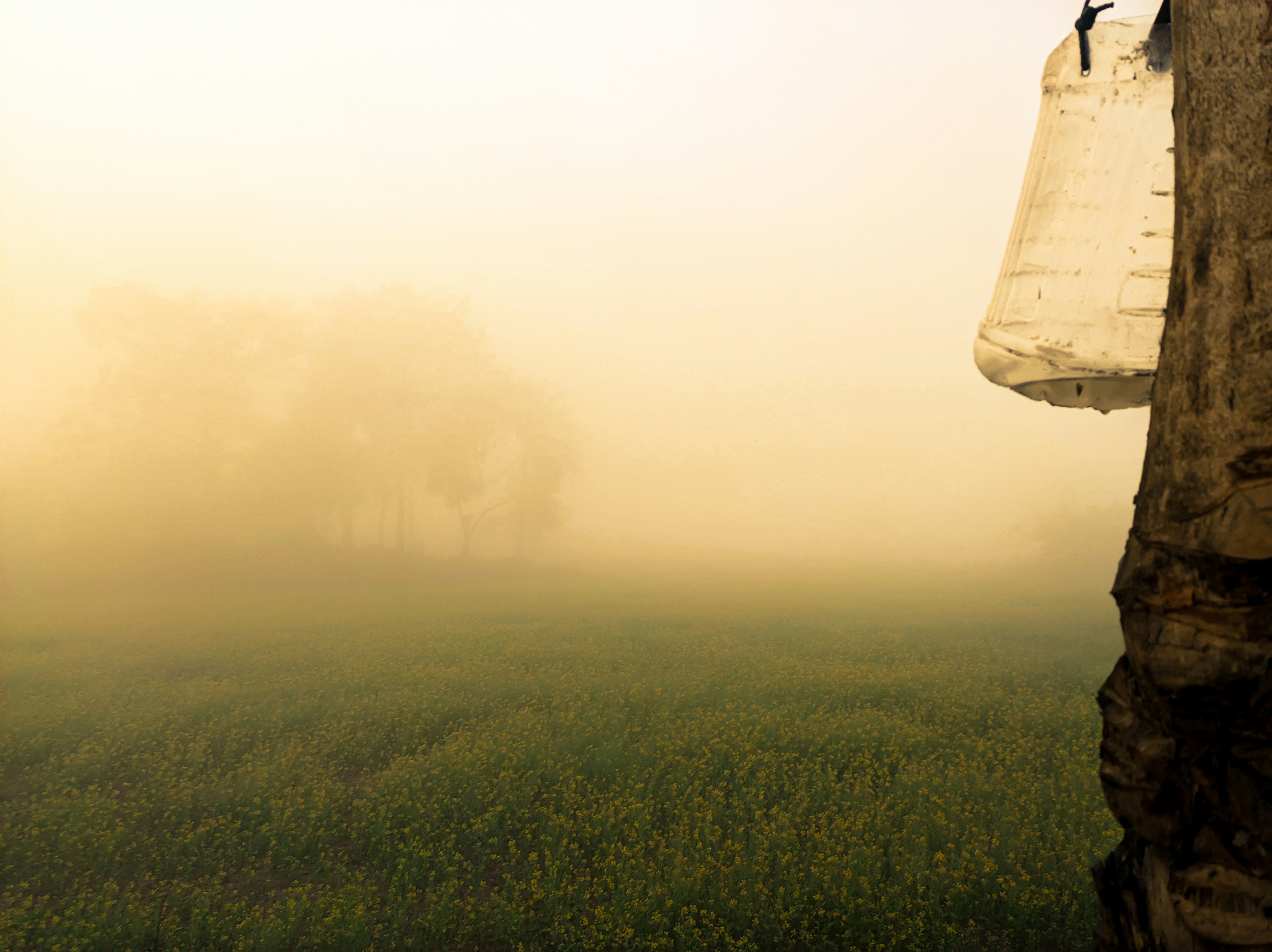 Village Winter Morning | a foggy field with a bag hanging from a tree