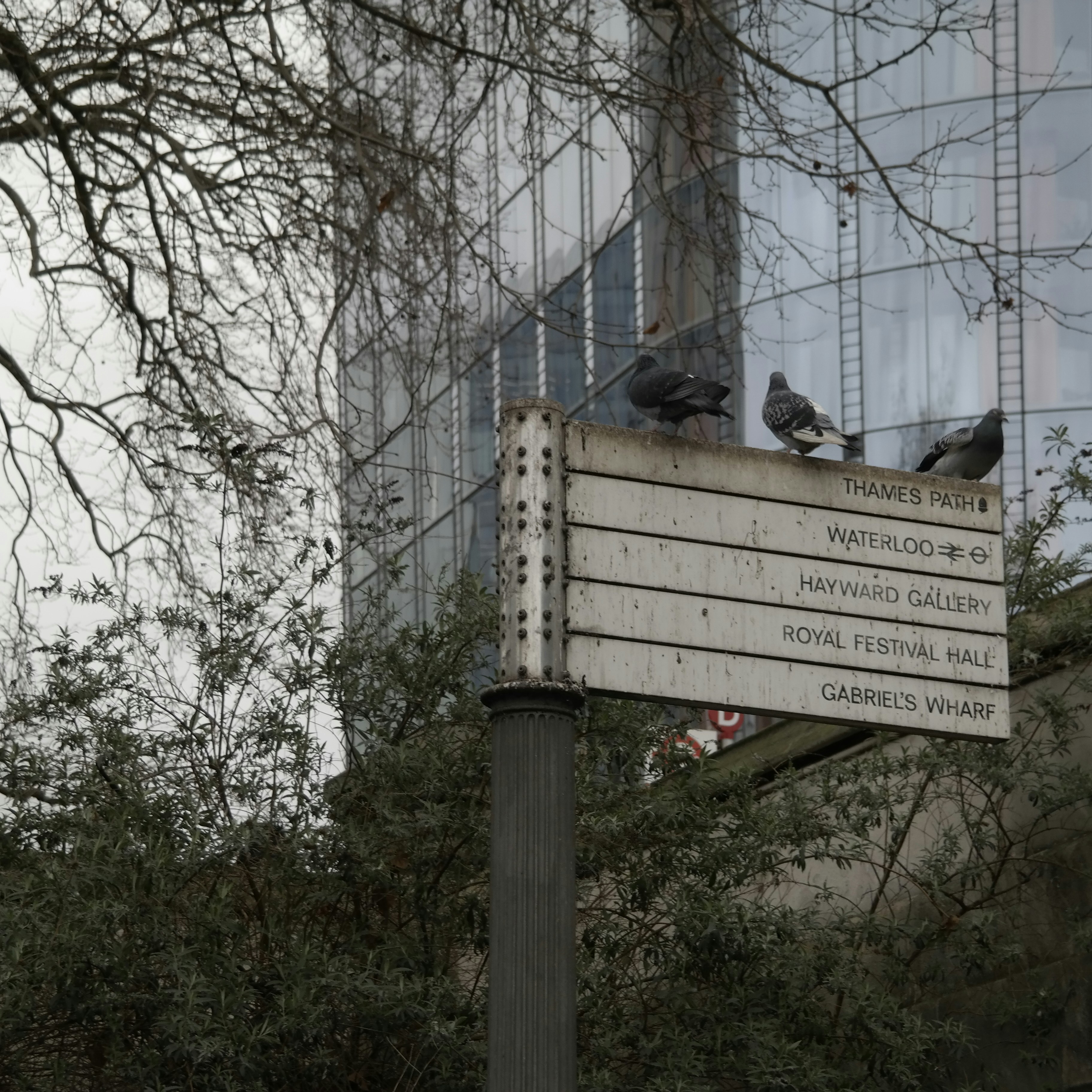 a street sign with birds sitting on top of it