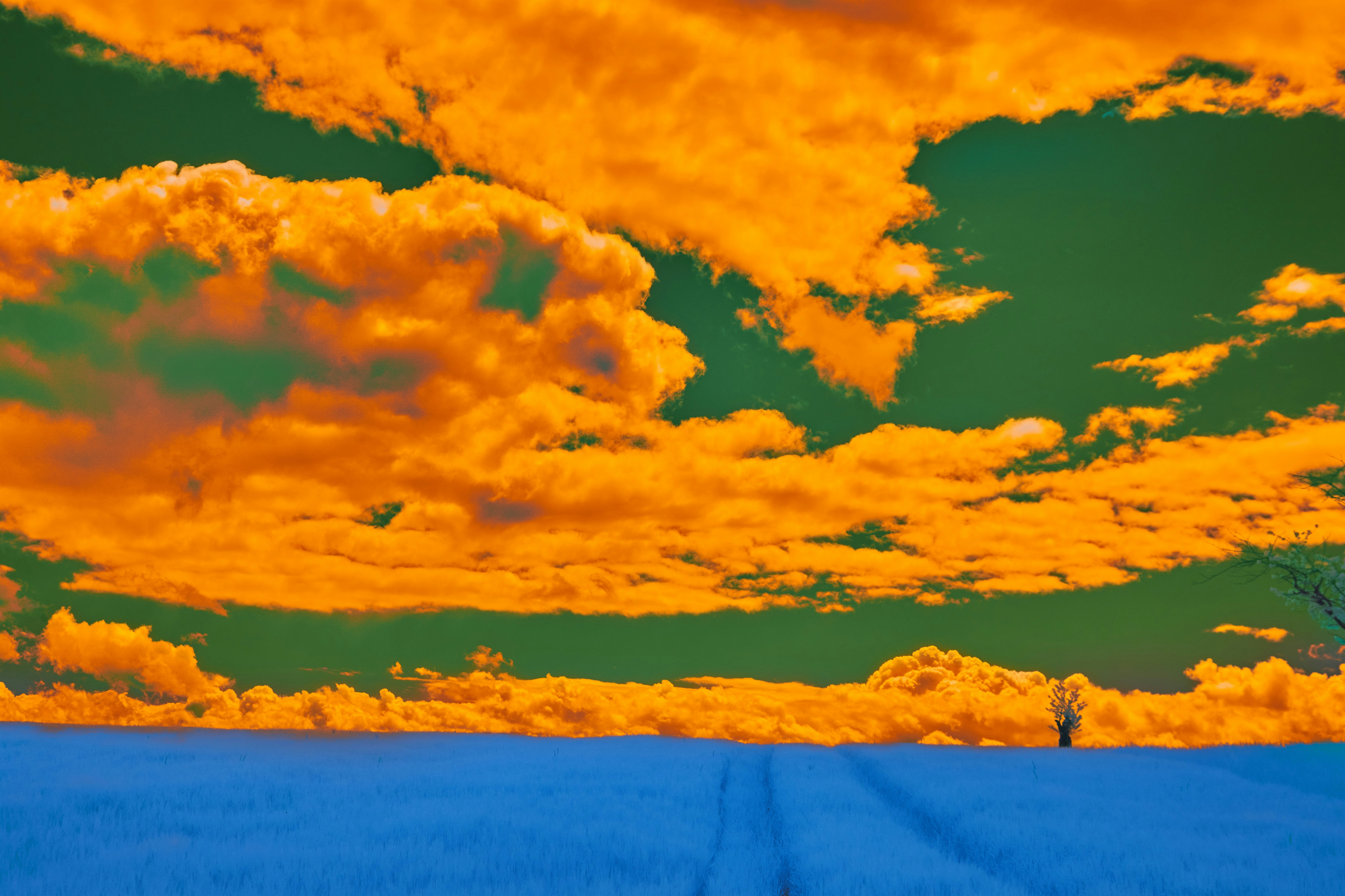 Lone Tree on a Tangerine Sky over a Velvet Blue Field