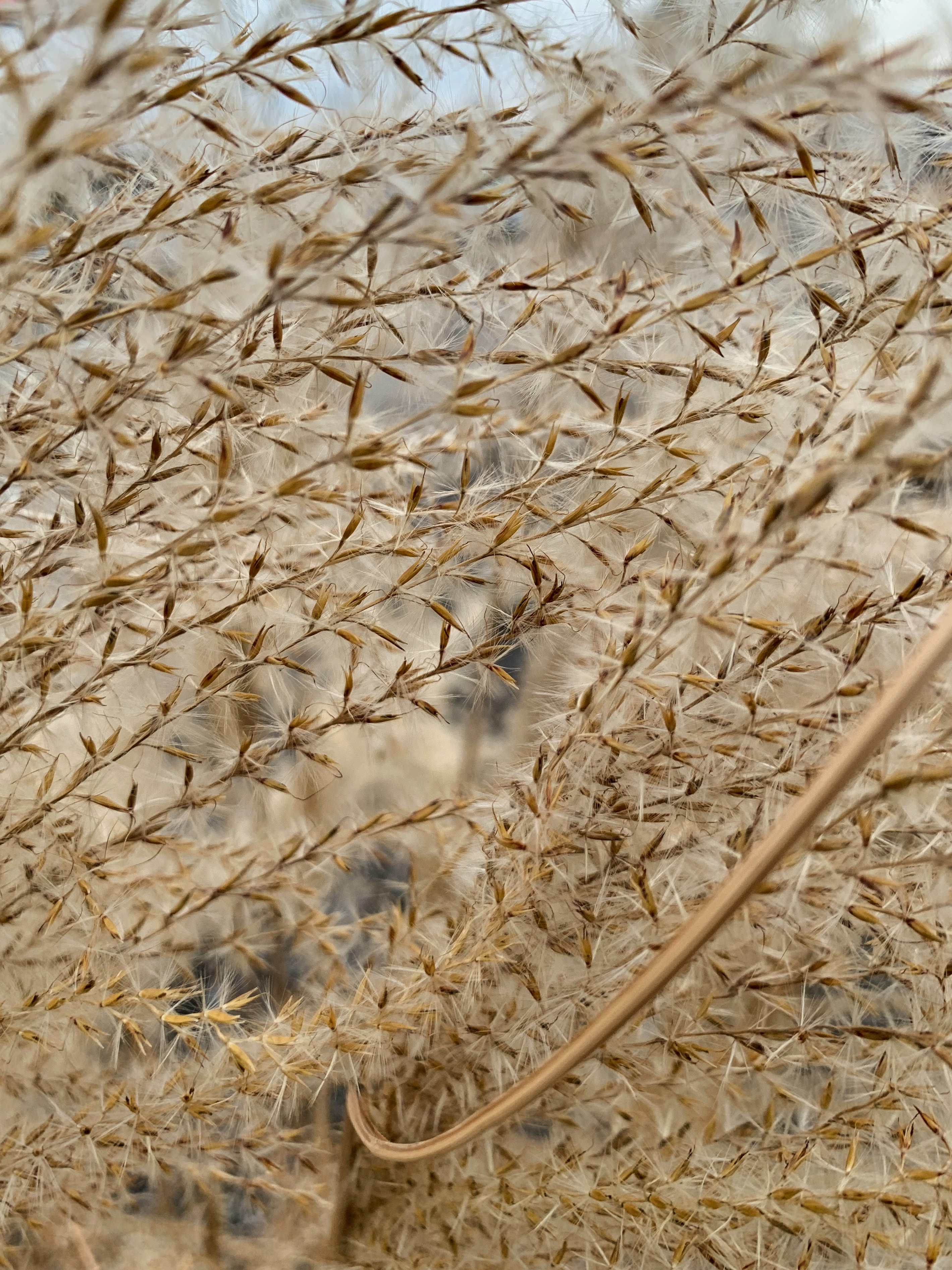 A Winter Dried Plant With White thread-like nettles