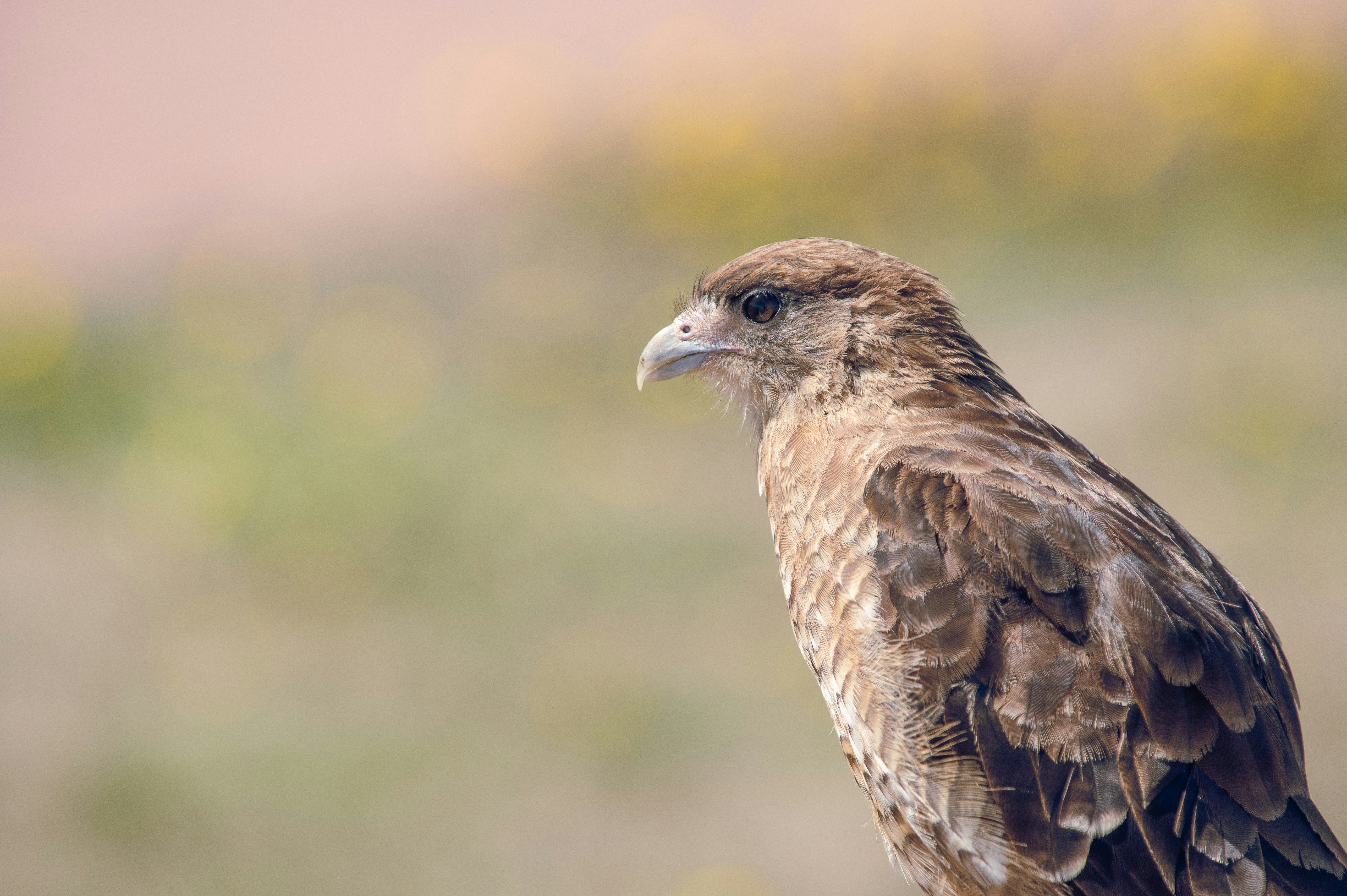 Phalgoboenus Chimango Photos | Télécharger des images gratuites sur ...