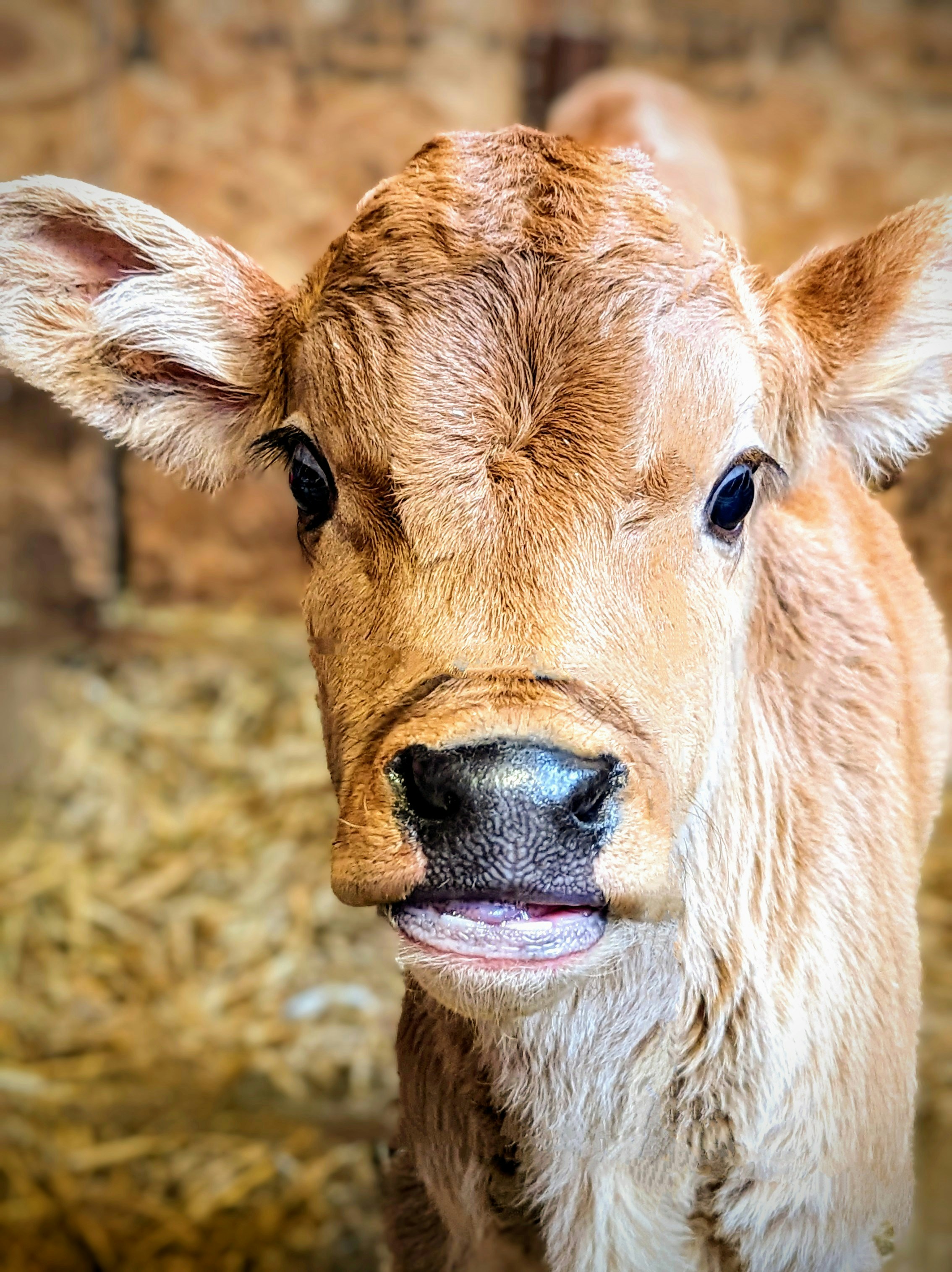A baby cow is standing in a barn photo – Free Cow Image on Unsplash