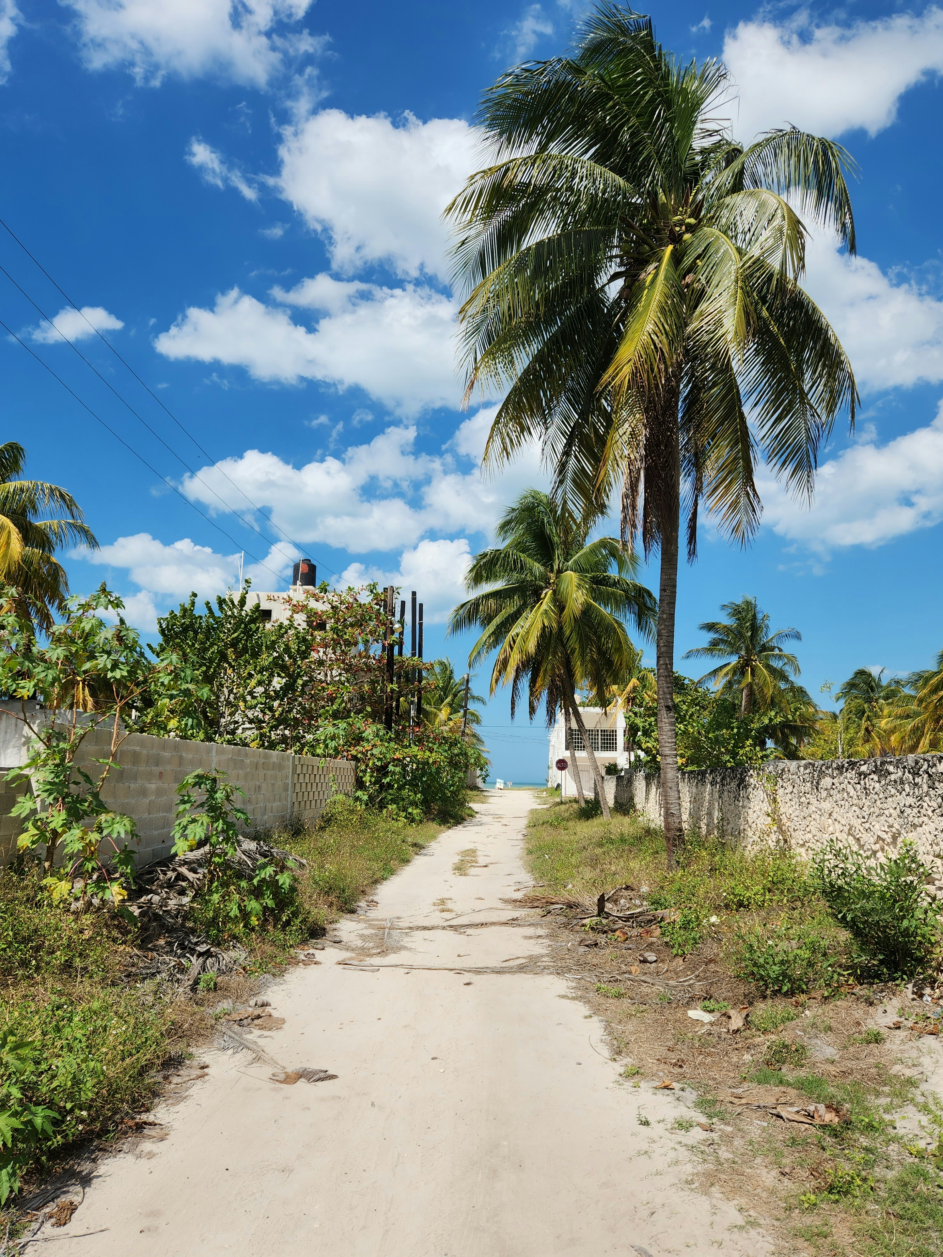Photograph of a dusty path winding toward the sea, framed by tall palm trees under a bright Caribbean sky. The tropical street scene is captured in daylight, guiding the eye to the distant water.