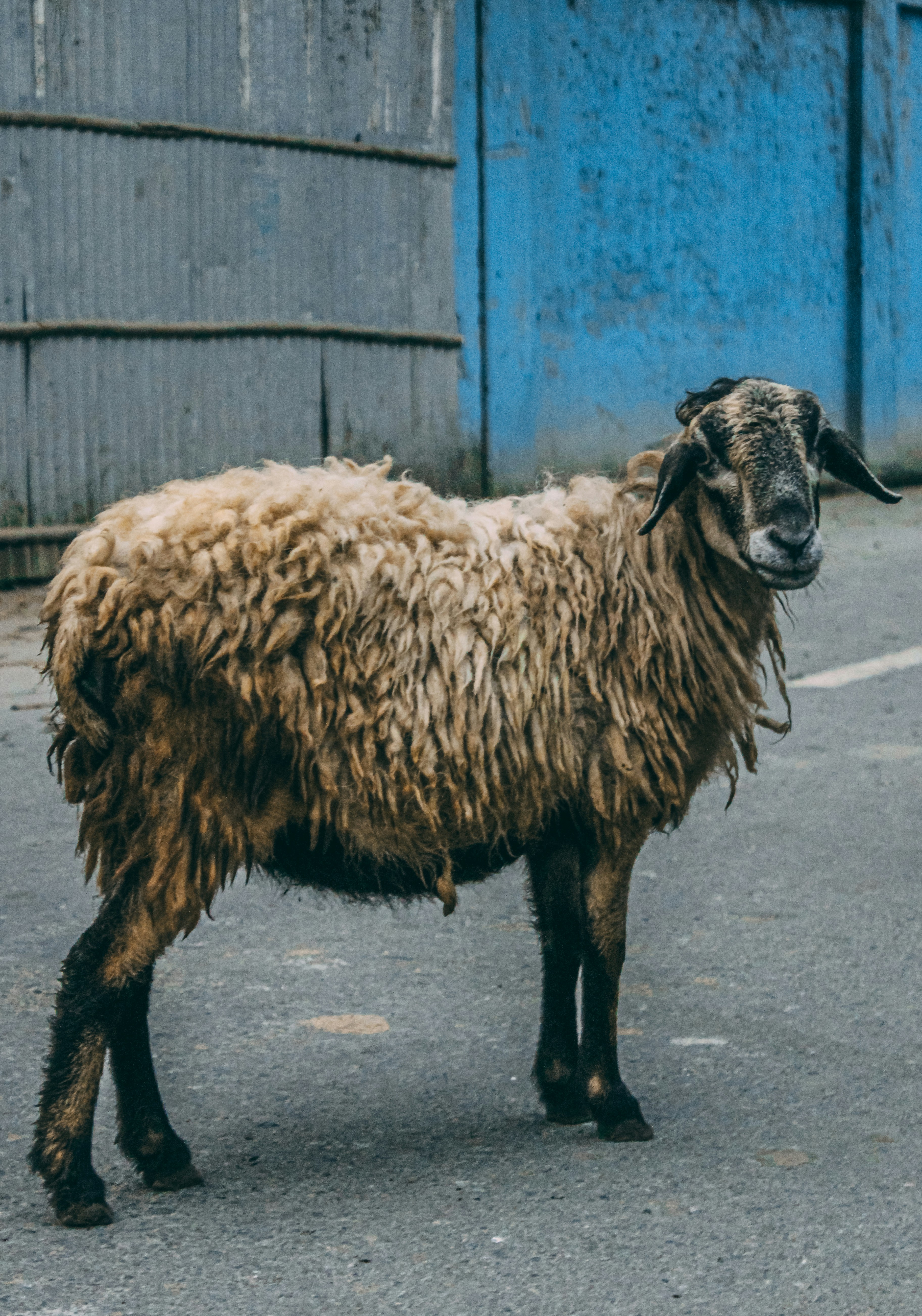 a sheep standing in the middle of a street