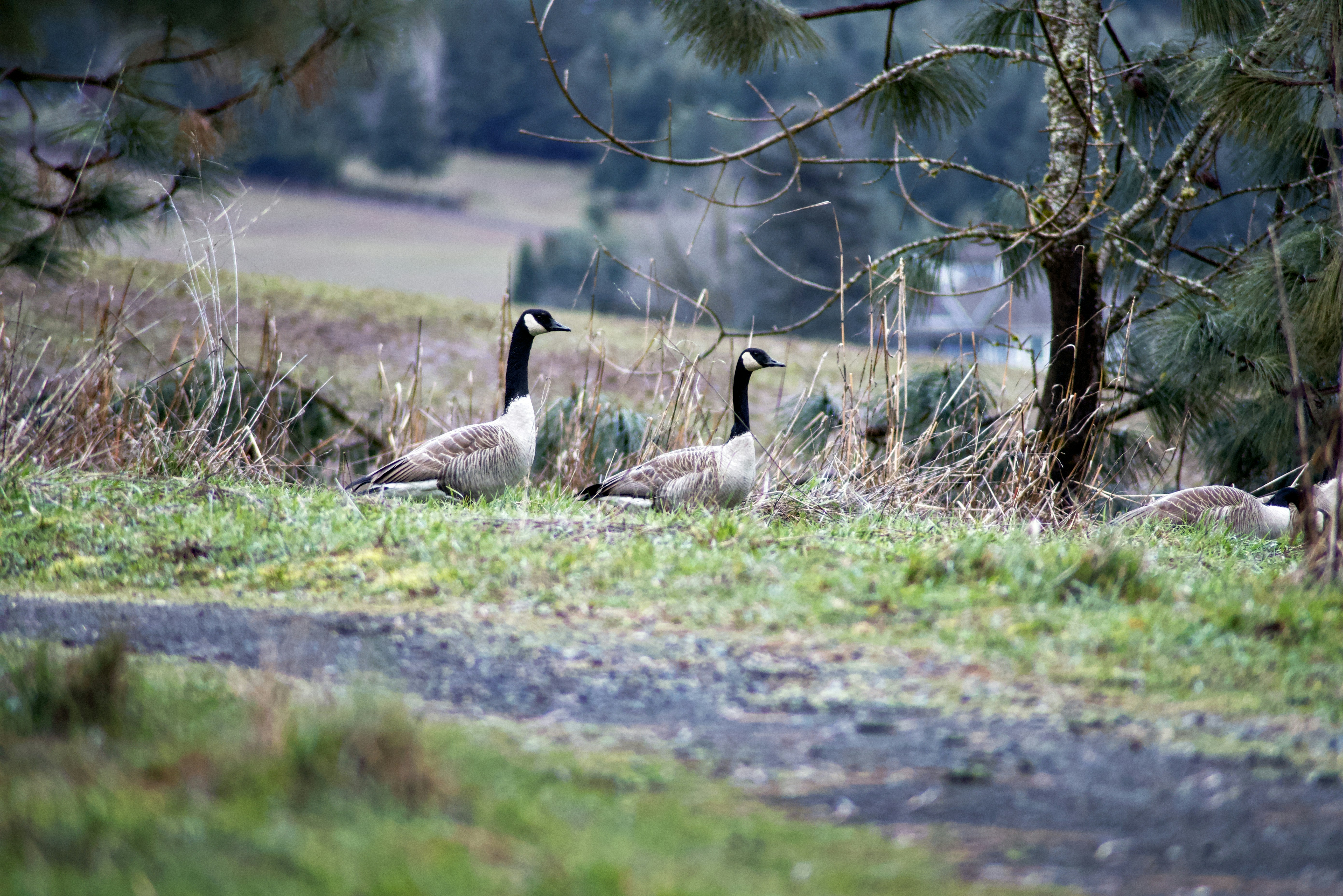 A pair of Canada geese foraging on a lush green field, surrounded by trees and rolling hills in the background.