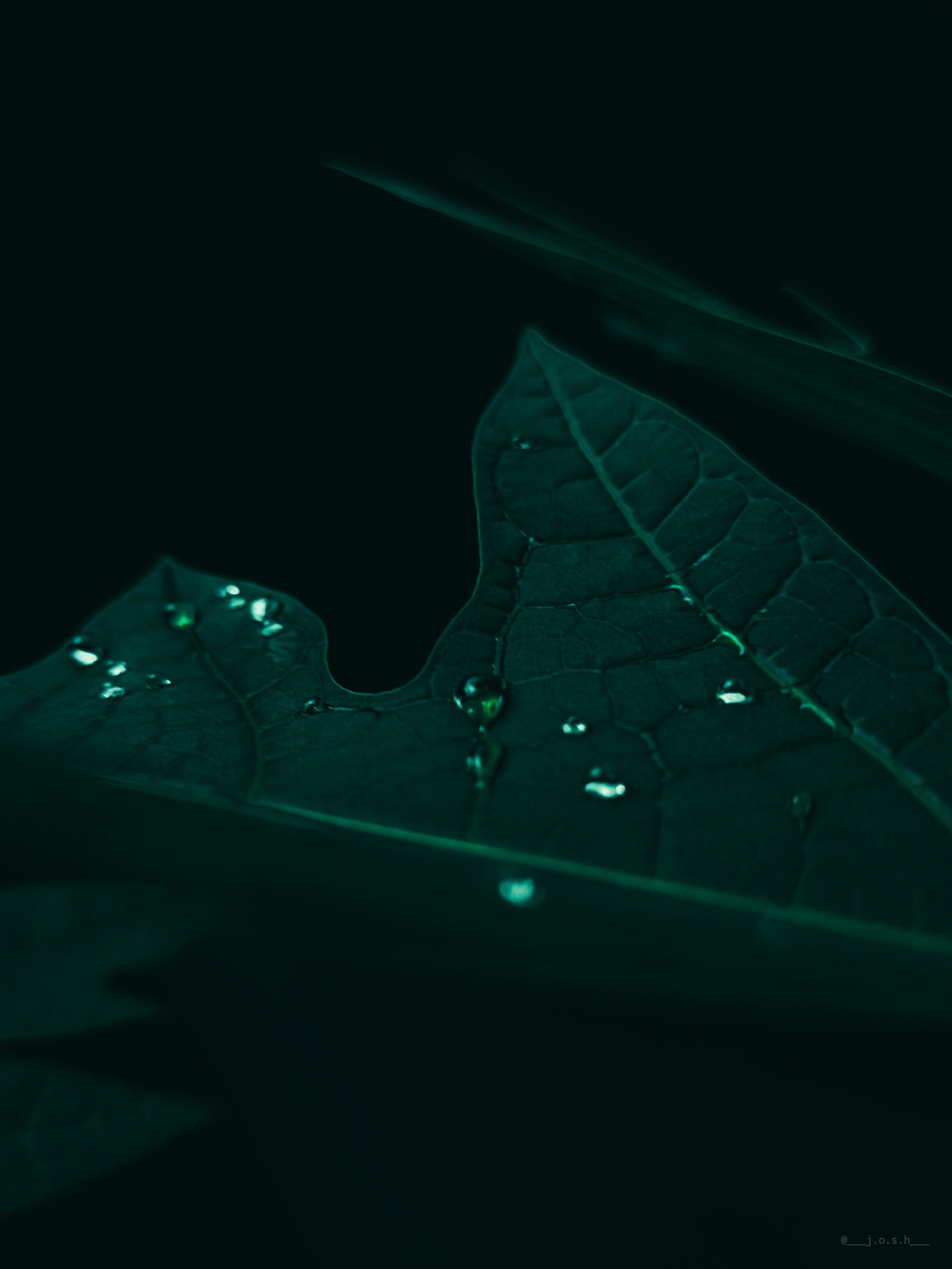 Close-up photograph of a dew-speckled leaf bathed in teal light, highlighting the leaf venation against a dark, moody background.
