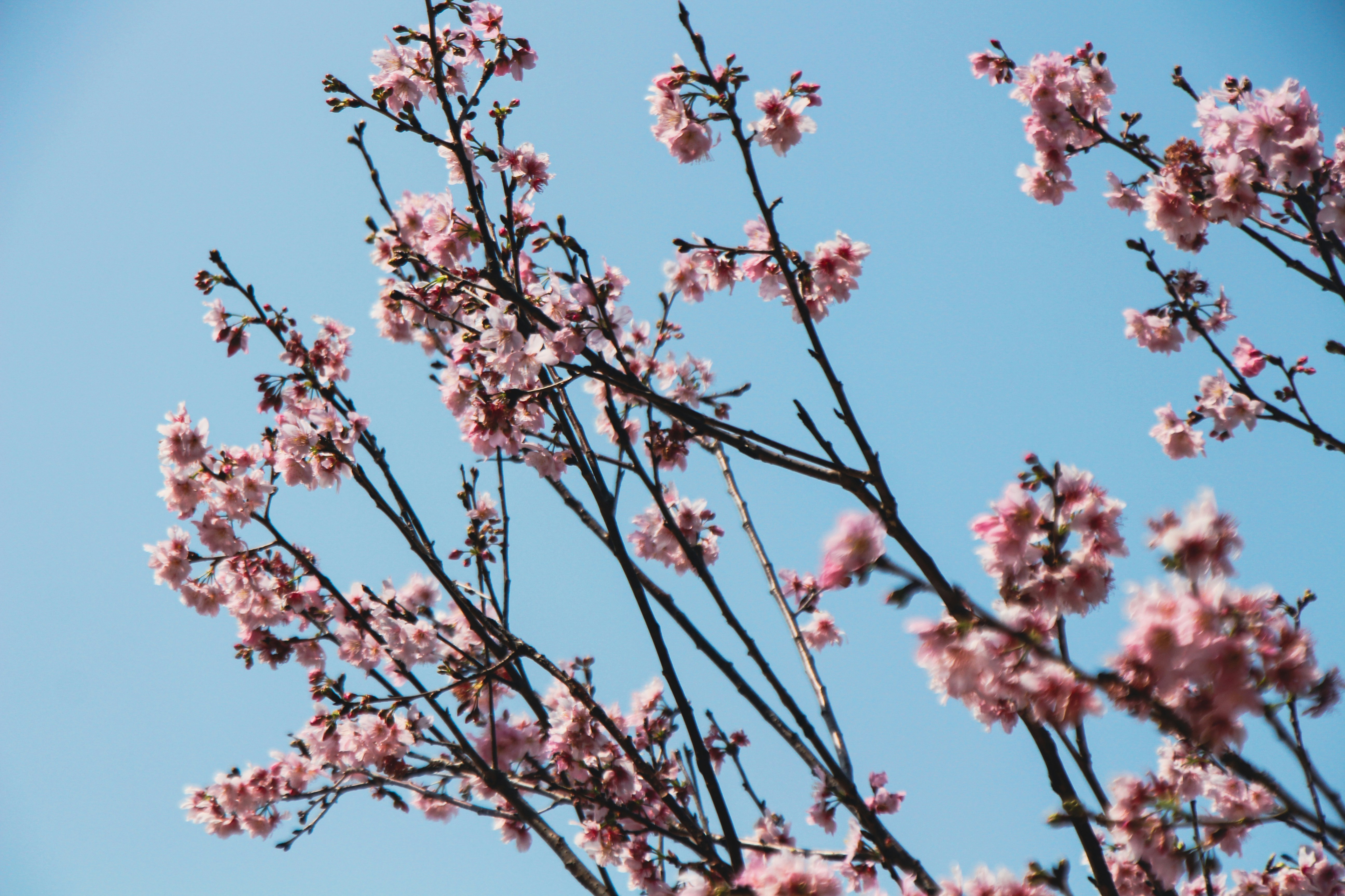 Delicate cherry blossom branches stretch against a clear blue sky, showcasing the beauty of springtime renewal.
