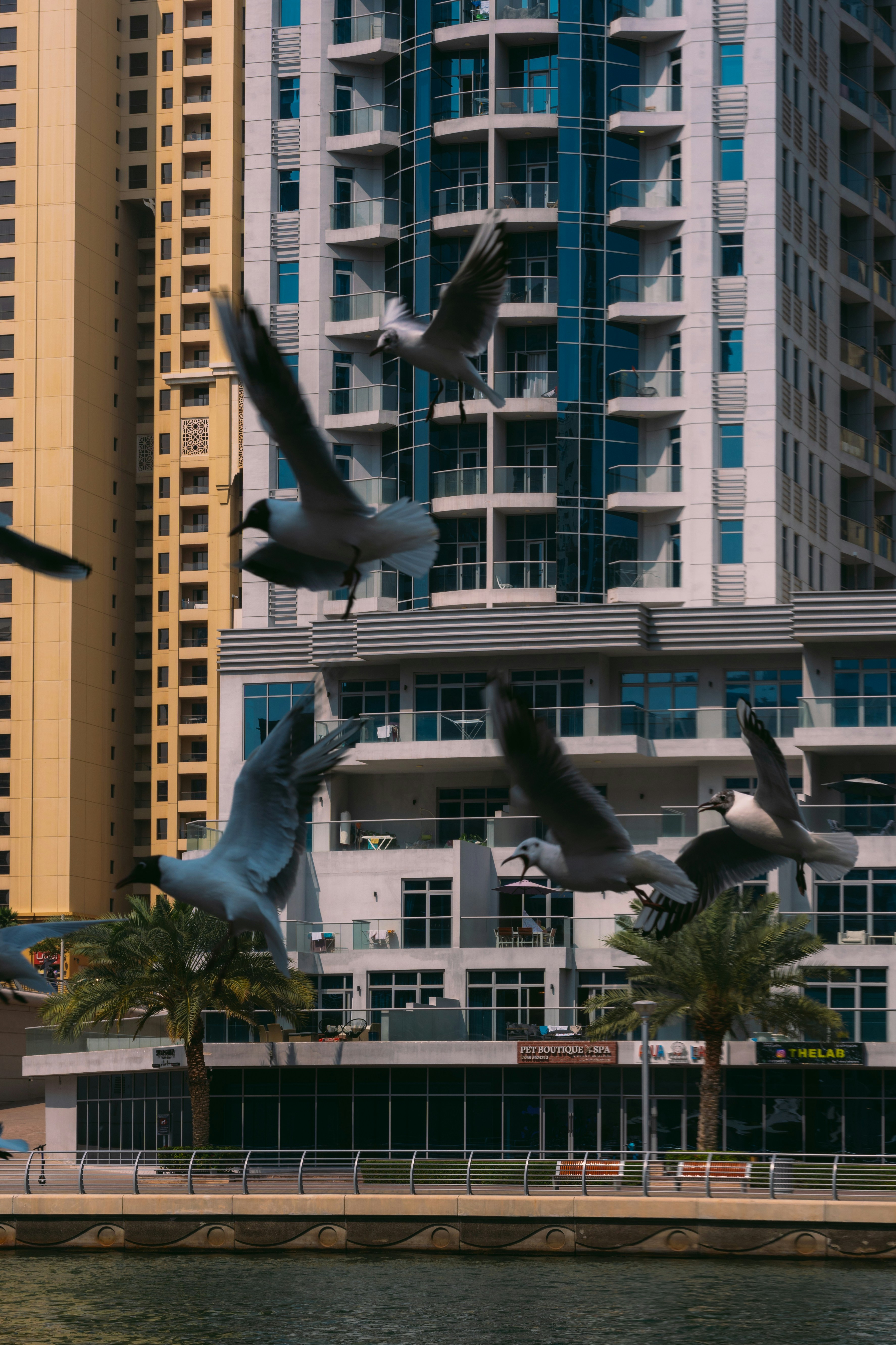 a flock of birds flying over a body of water