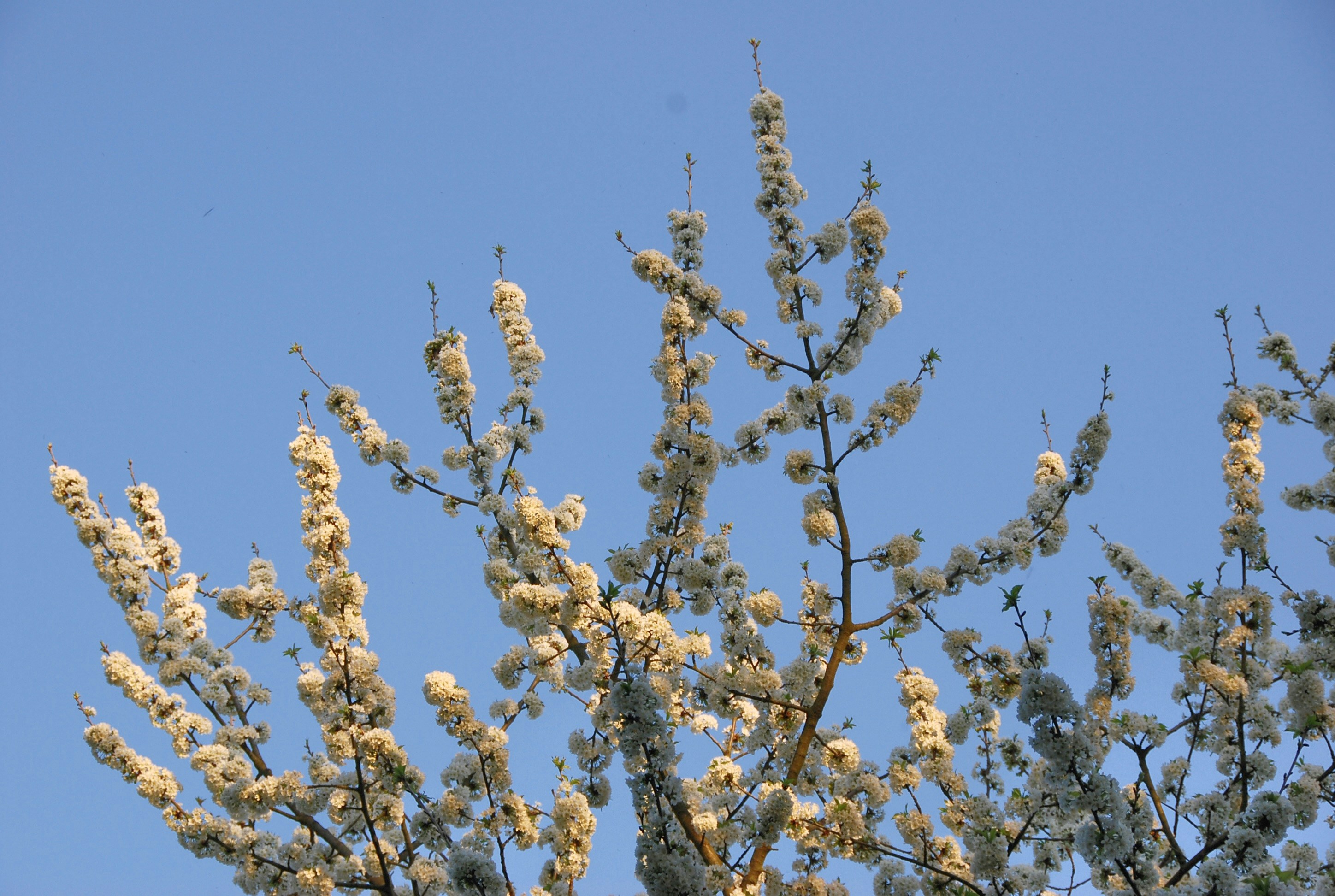 a tree with white flowers in front of a blue sky