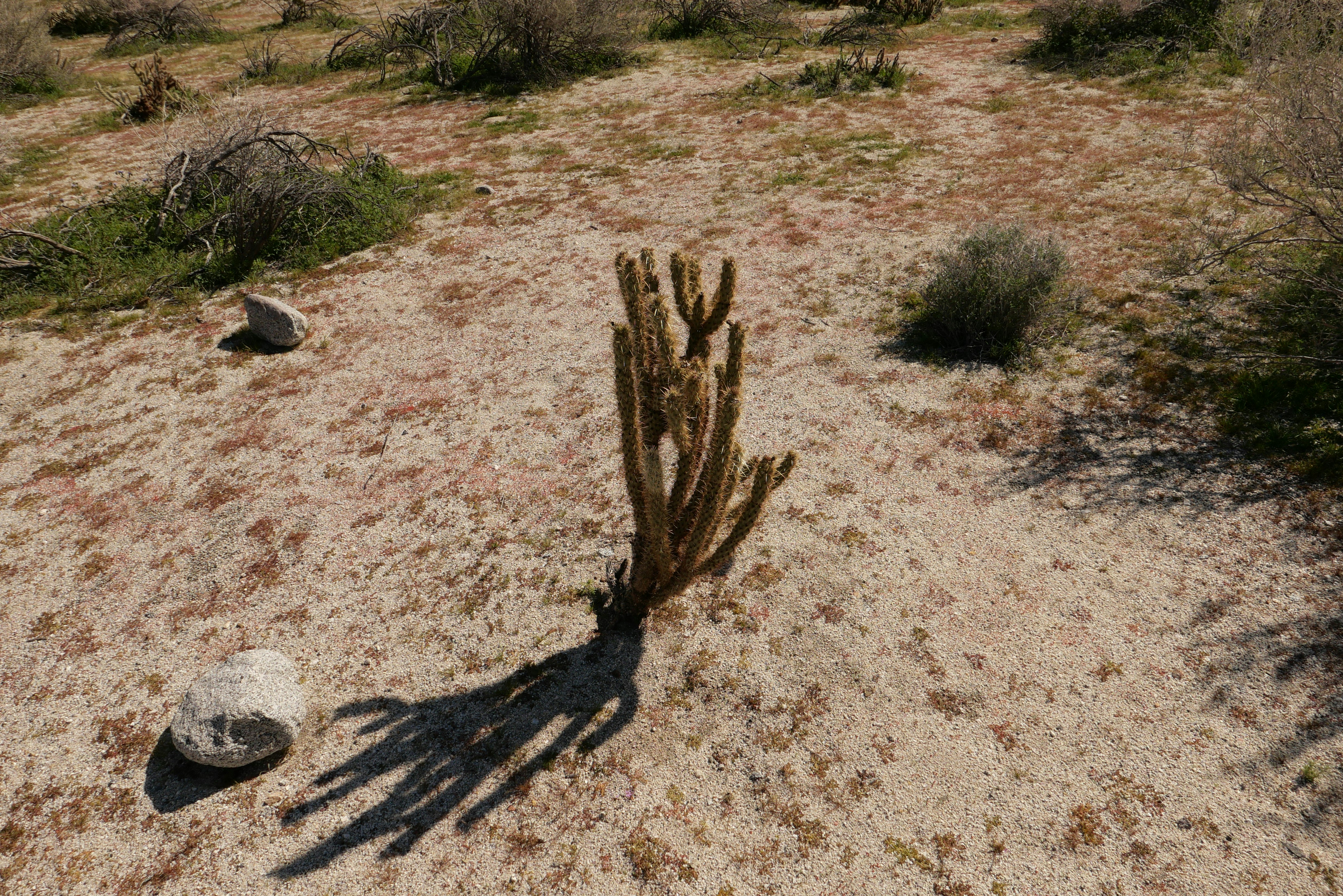 A lone cactus in the middle of a desert photo – Free Borrego springs ...