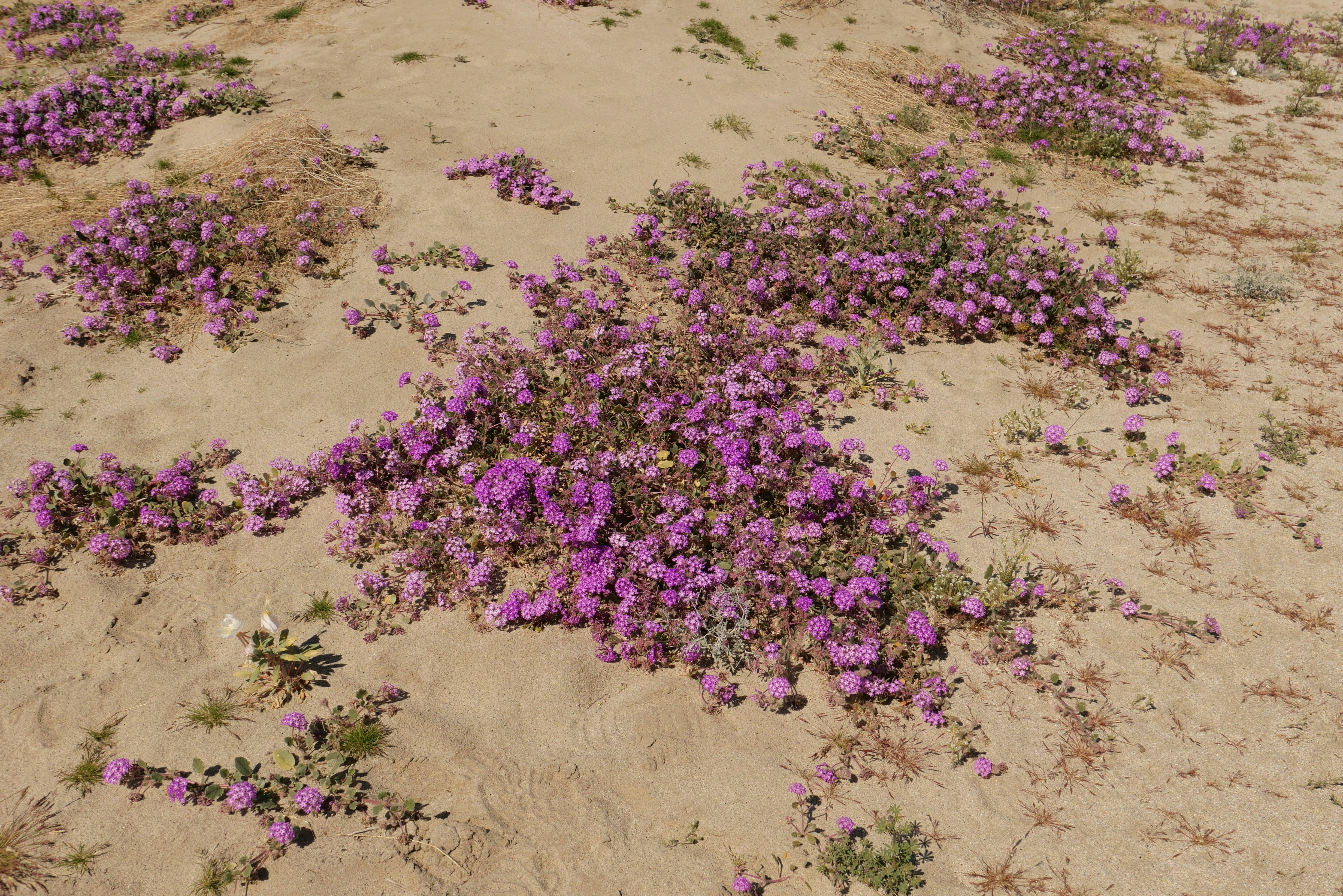 a bunch of purple flowers that are in the sand