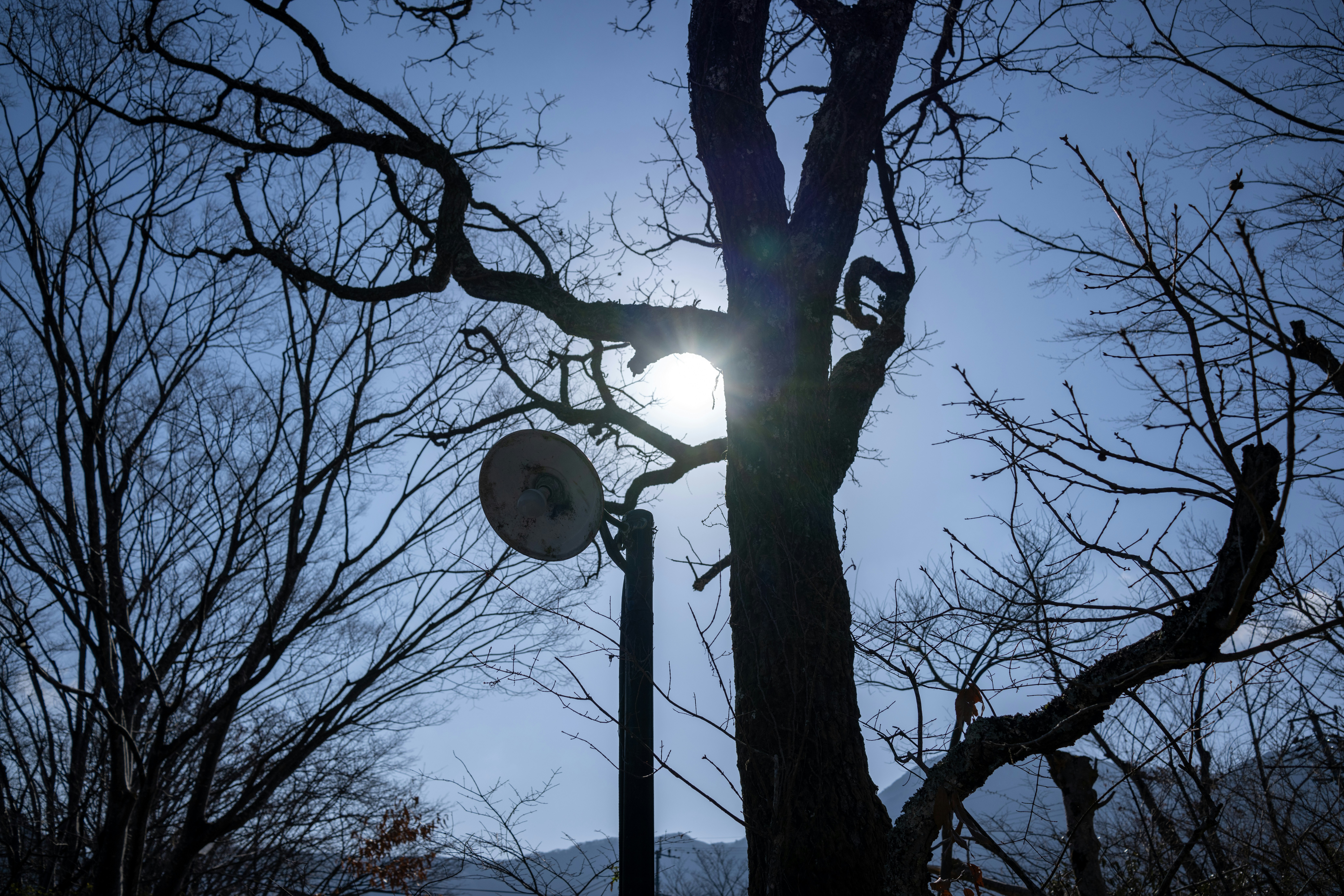 A street light next to a tree with no leaves photo – Free Tree Image on ...