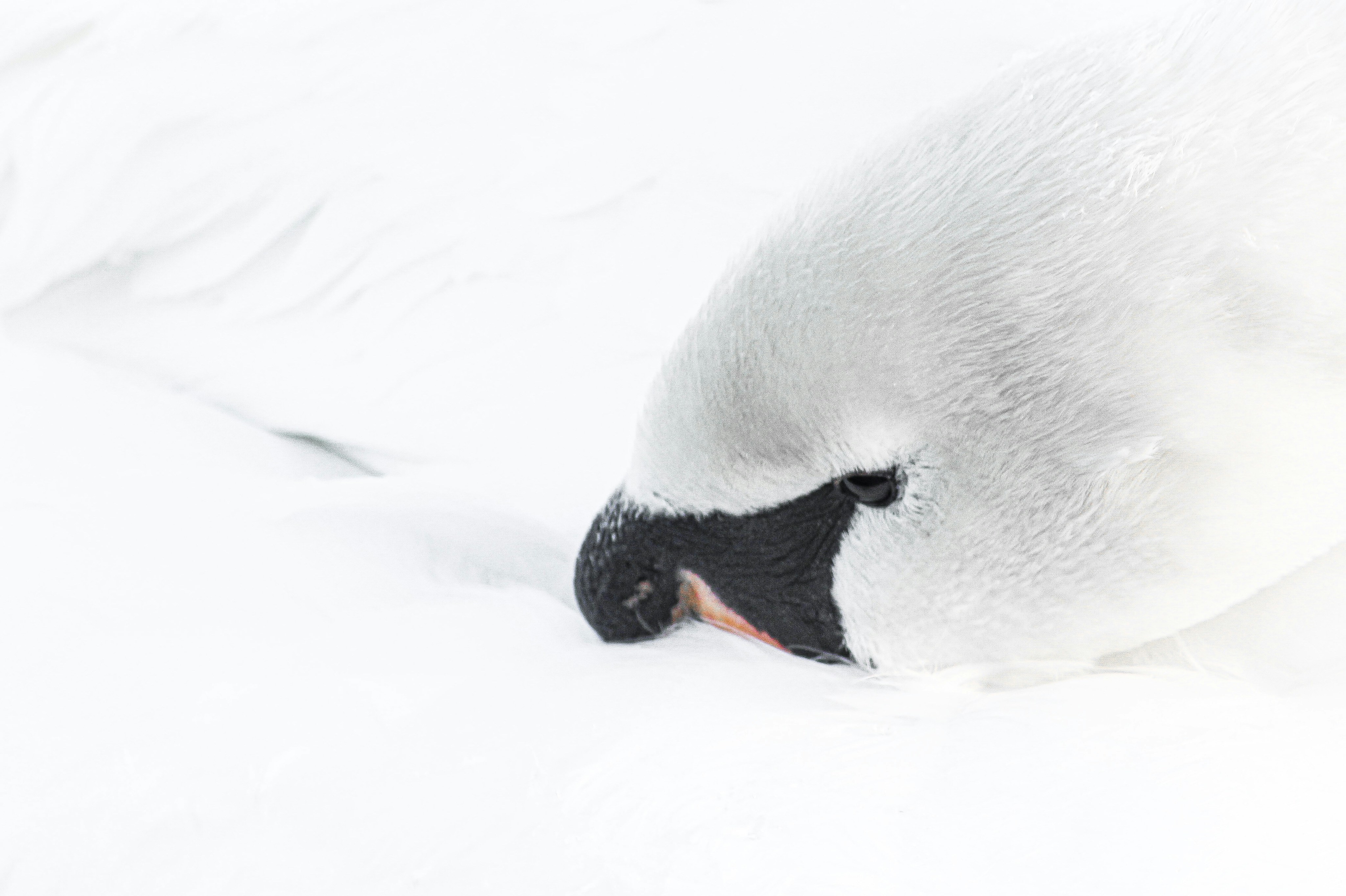 Resting Snowbound Swan: A Moment of Quiet in White Silence