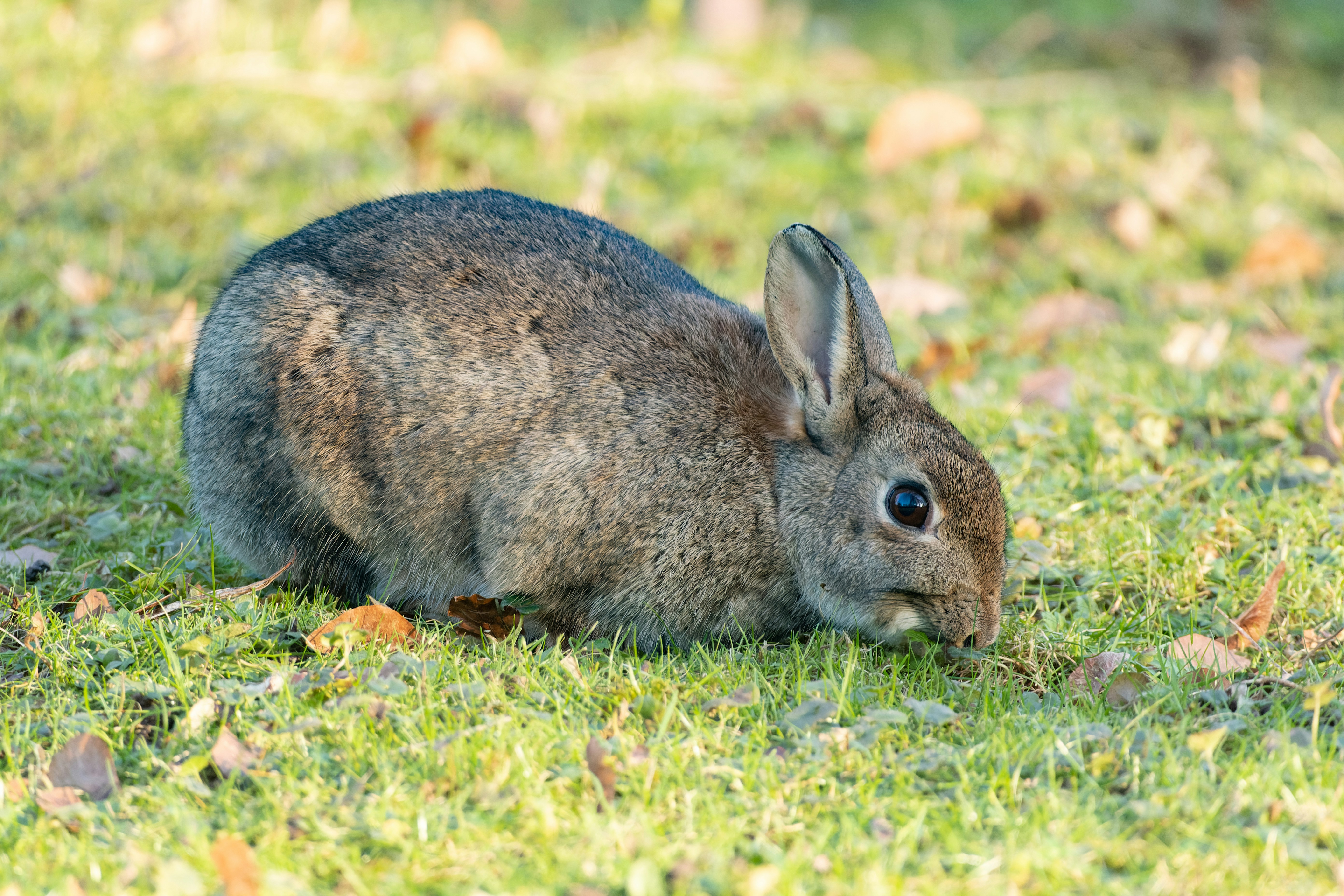 A rabbit is sitting in the grass and looking at the camera photo – Free ...
