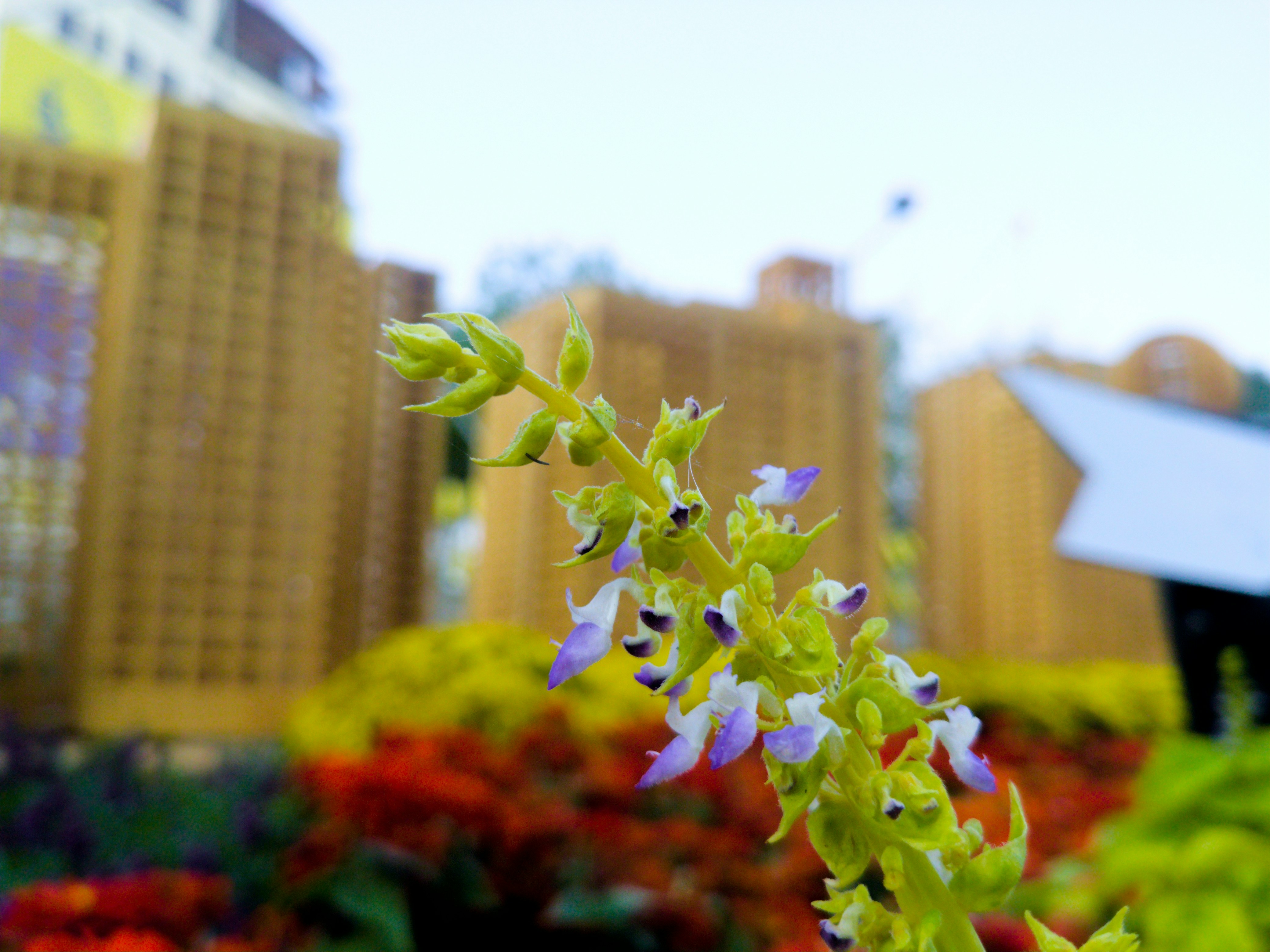 Close-up of a green-yellow orchid spire in sharp focus against a blurred cityscape of yellow buildings and autumn flowers; a study in shallow depth and color contrast. This is a macro-style plant shot.