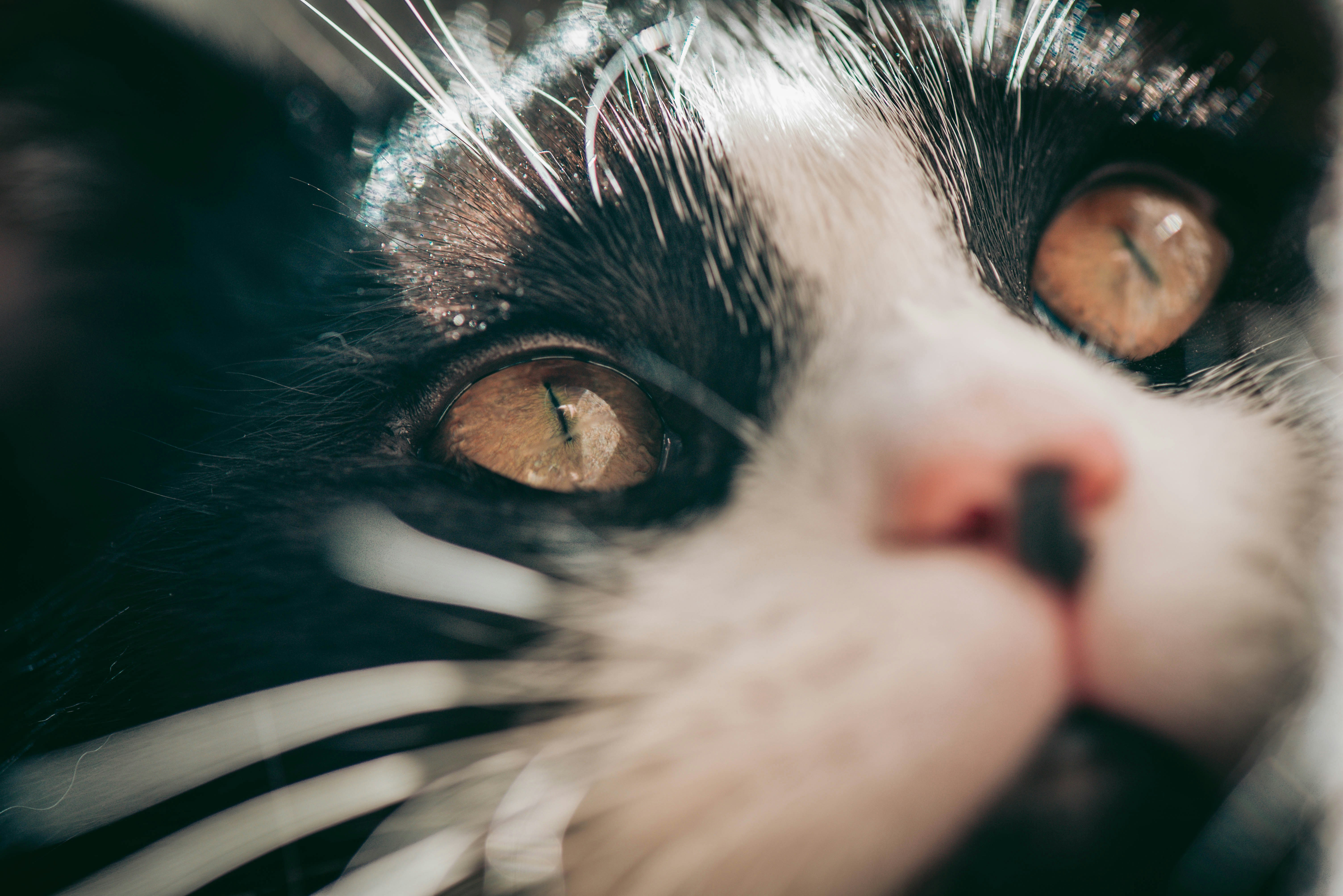 a close up of a black and white cat's face