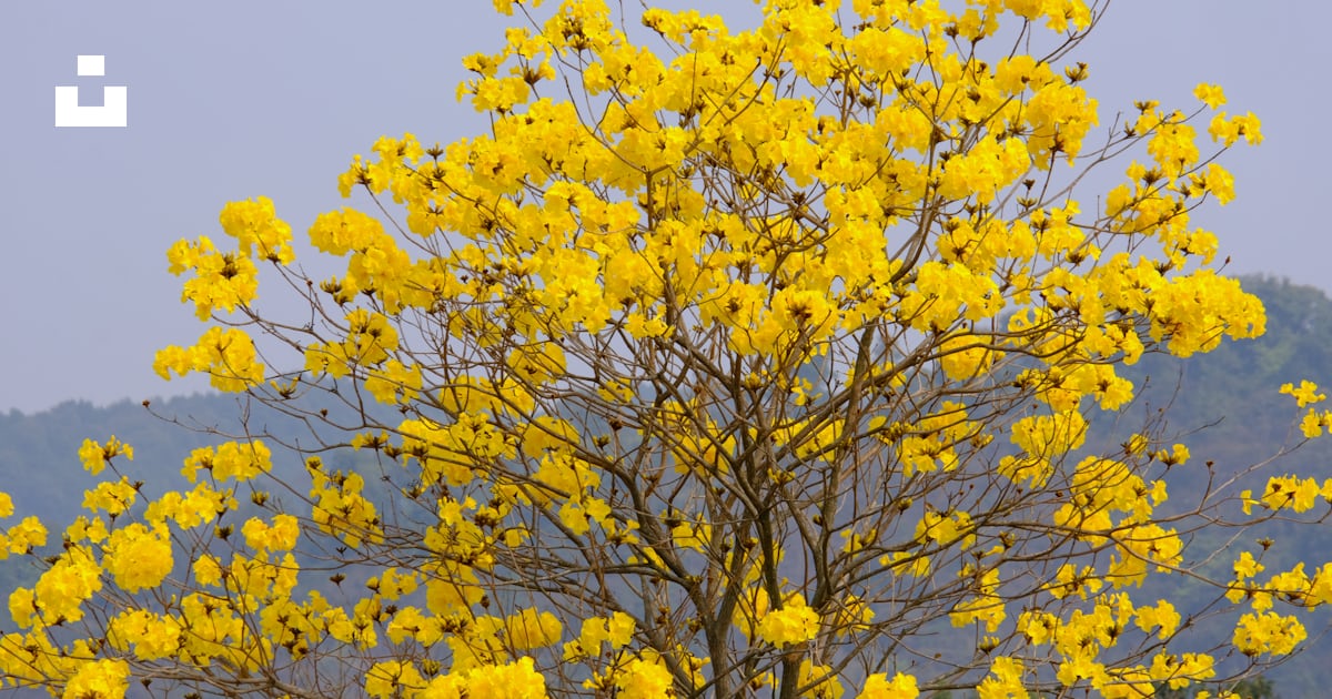 山の前に黄色い花が咲く木の写真 Unsplashの花の無料画像