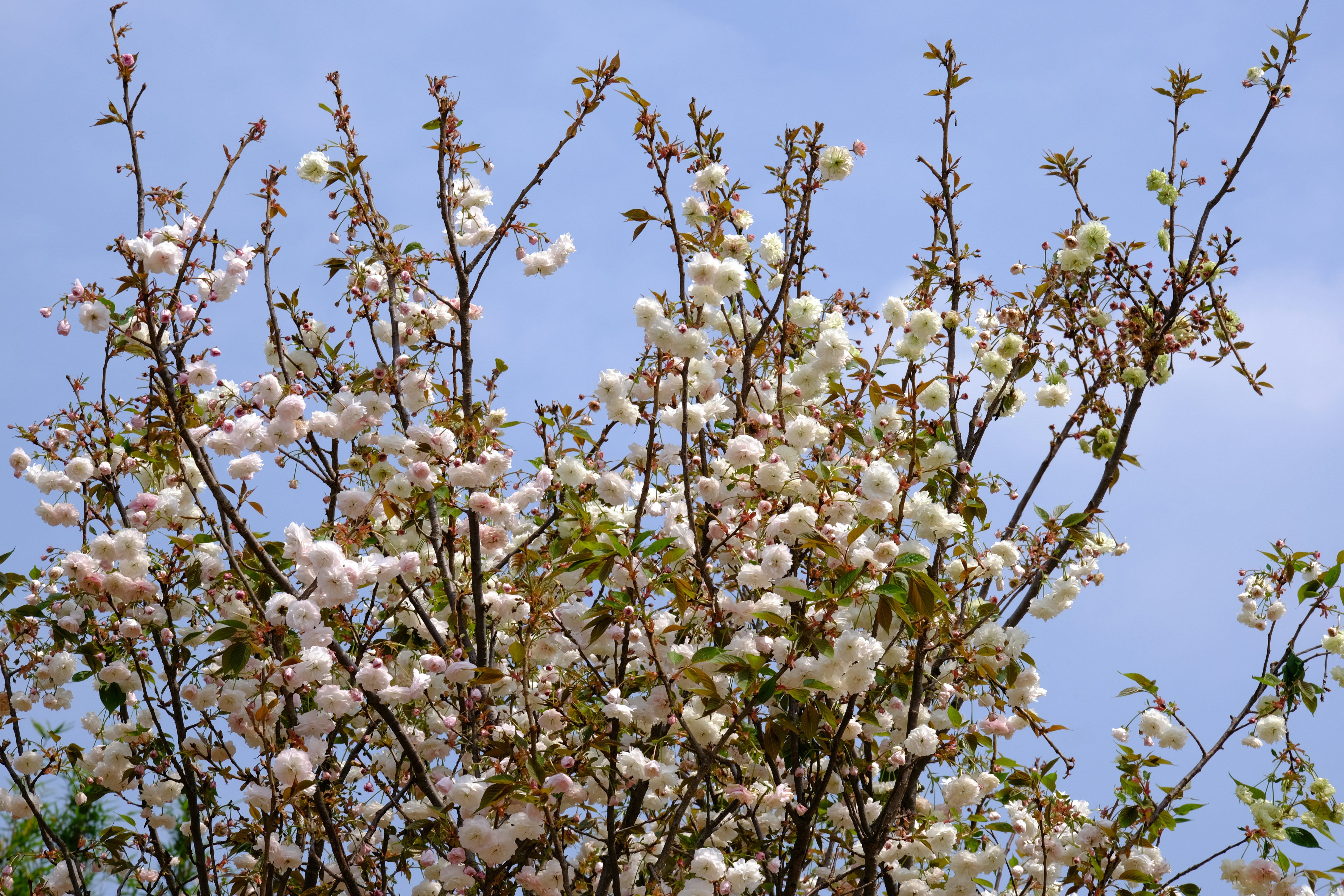 flowers in the Spring