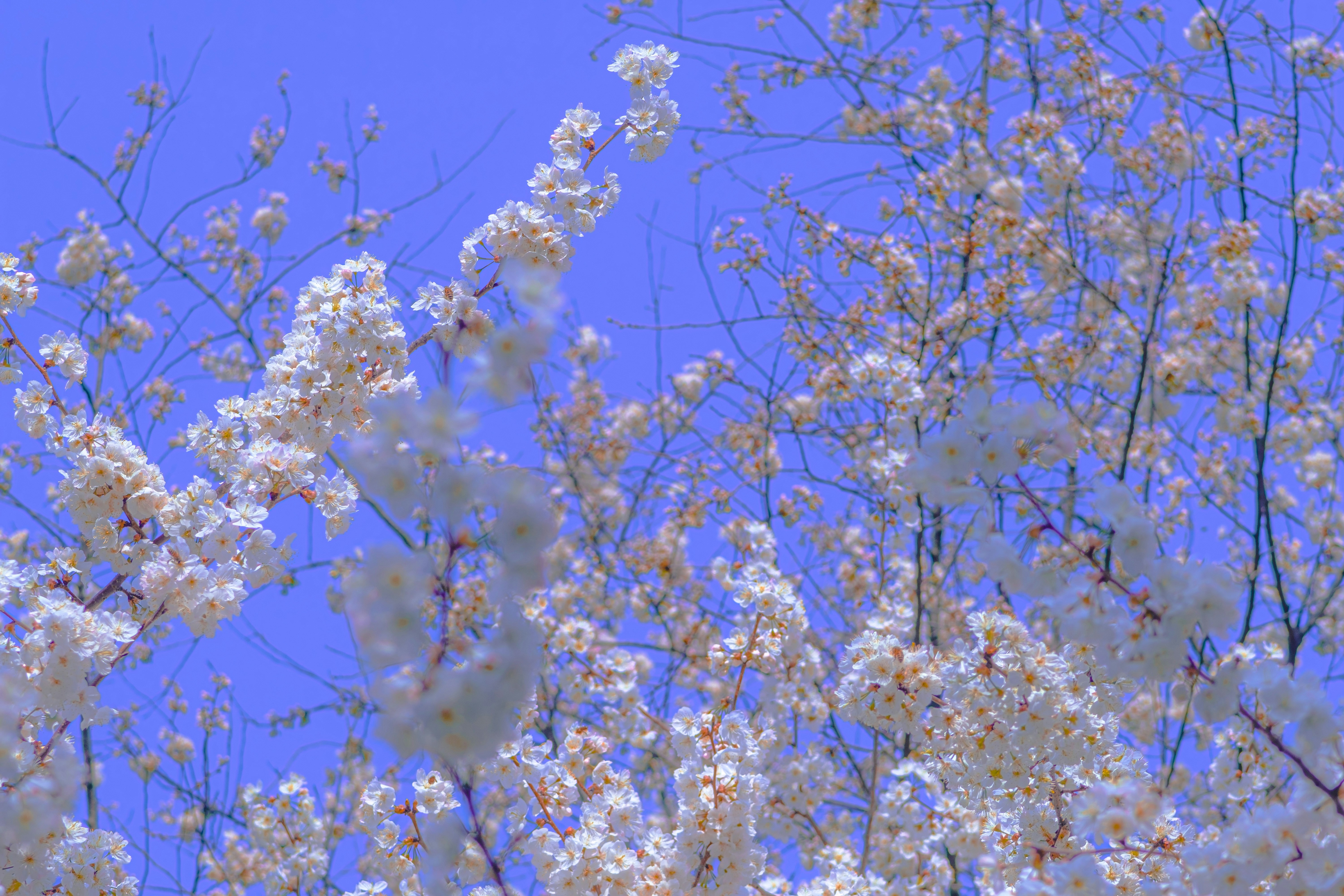 Cobalt Sky Framing a Cascade of White Cherry Blossoms