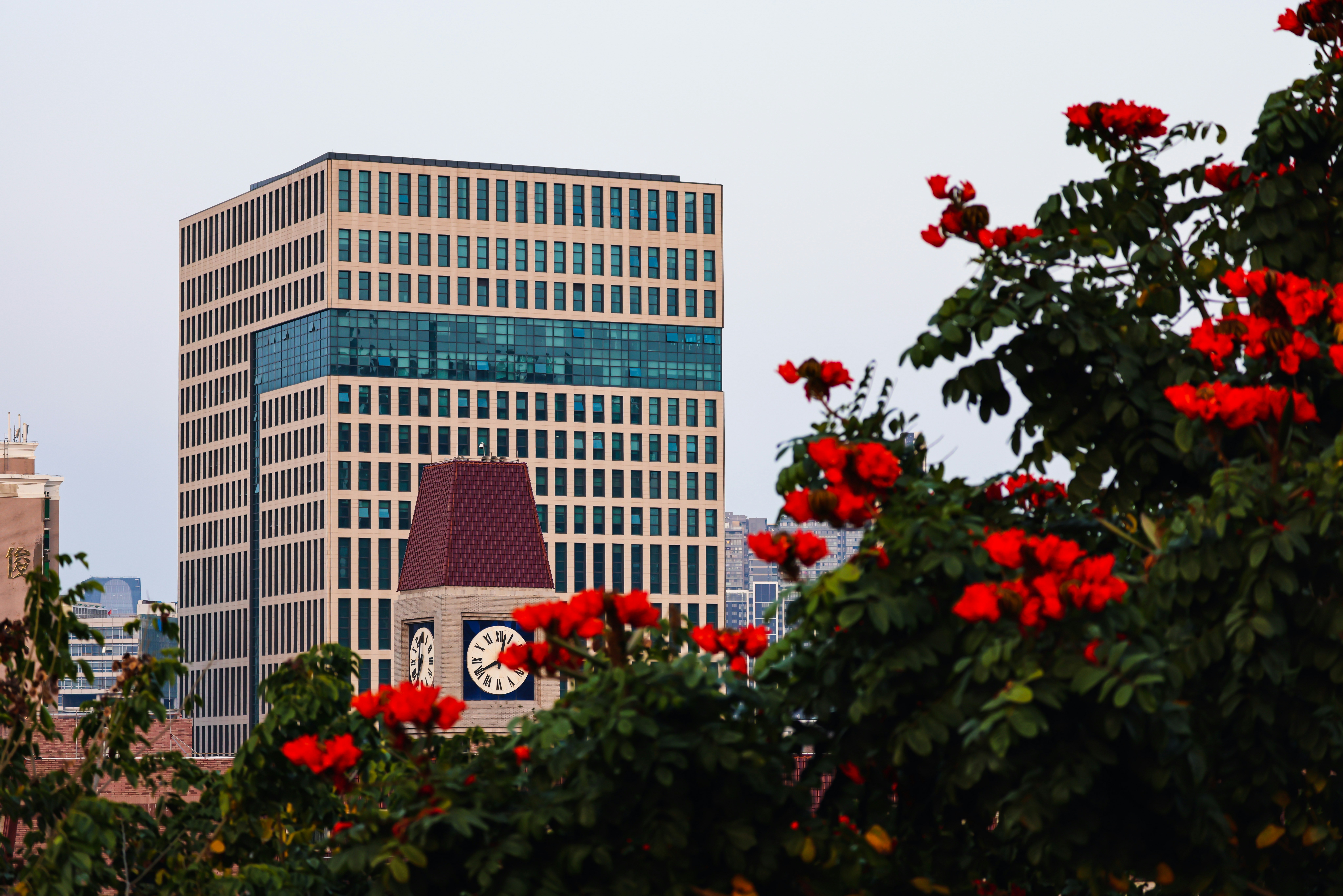 Timekeeper Between Crimson Blooms and Glass Towers