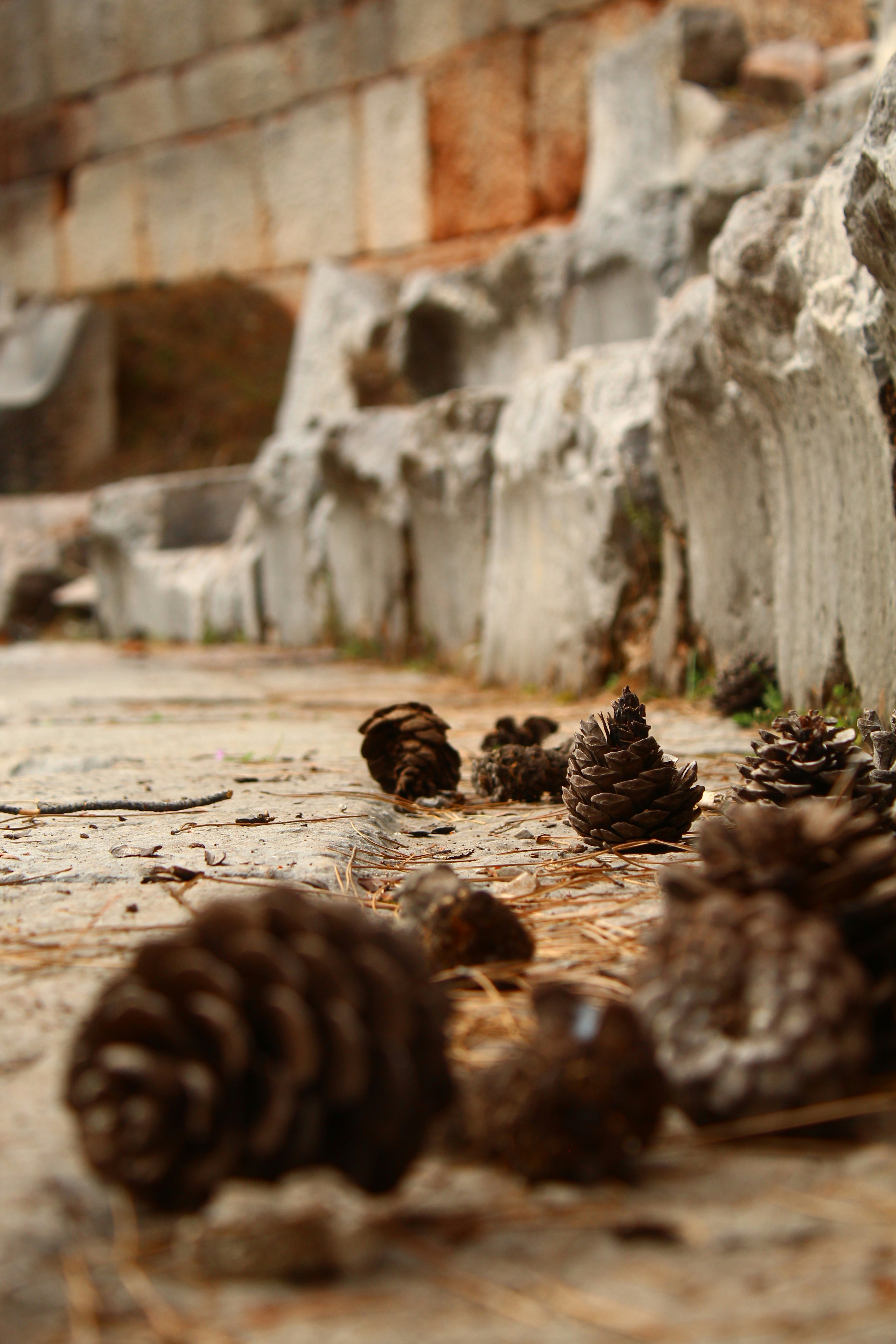 Pinecones on a Weathered Path: Quiet Nature Reclaims a Crumbling Wall