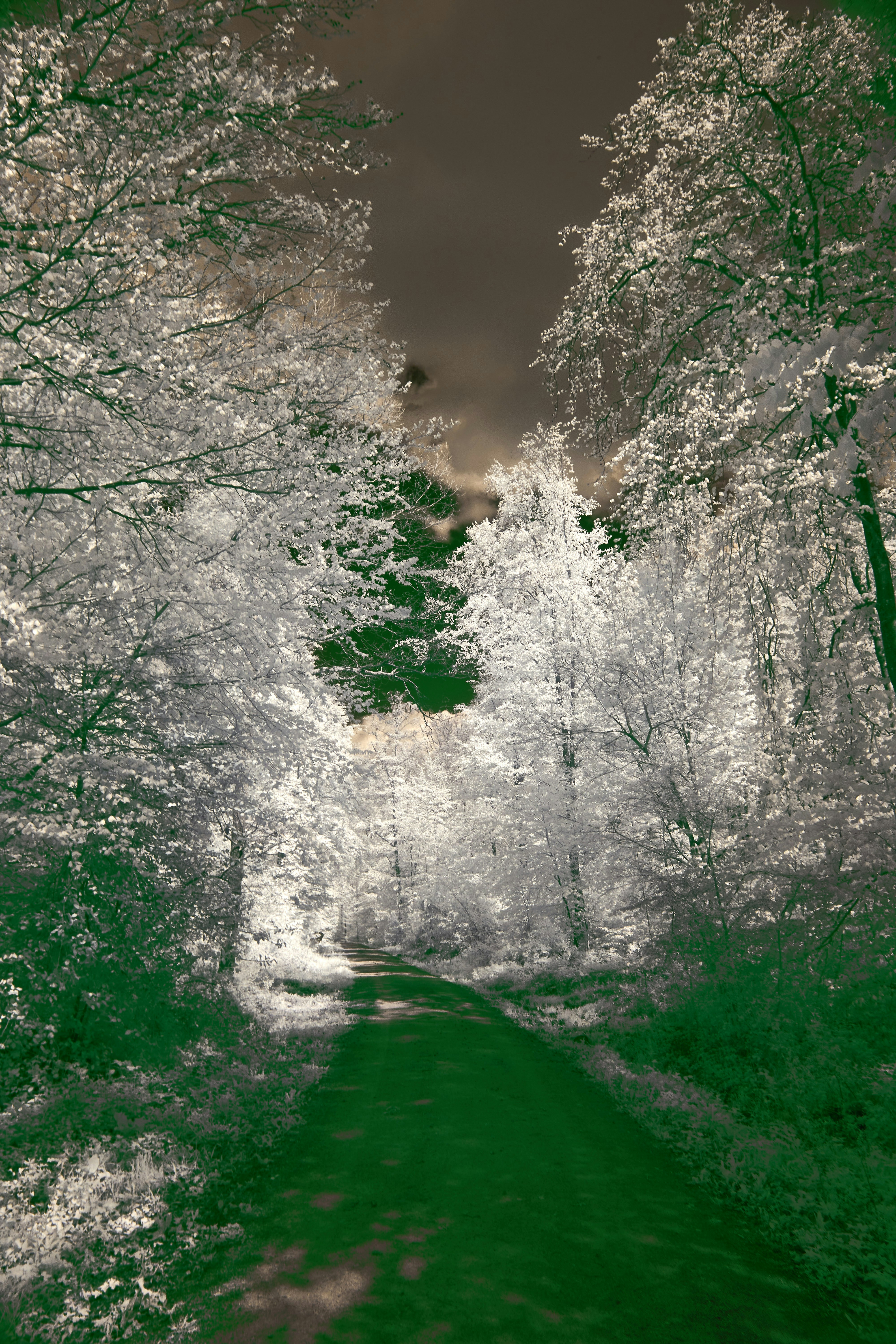 Une photo verte et blanche d’un chemin dans les bois photo – Photo ...