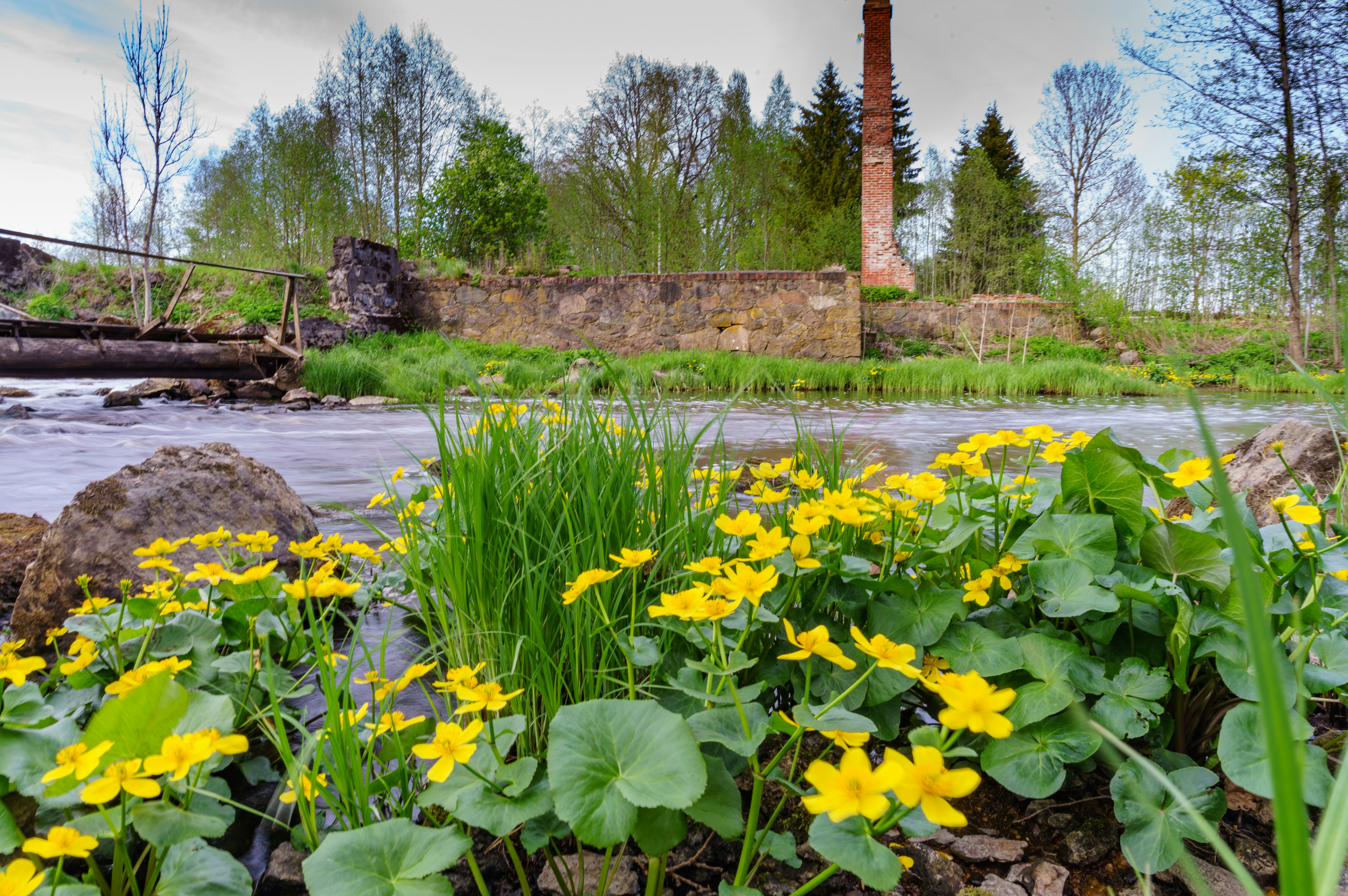 Vibrant yellow flowers bloom along the riverbank, contrasting with the historical ruins and lush greenery in the background.