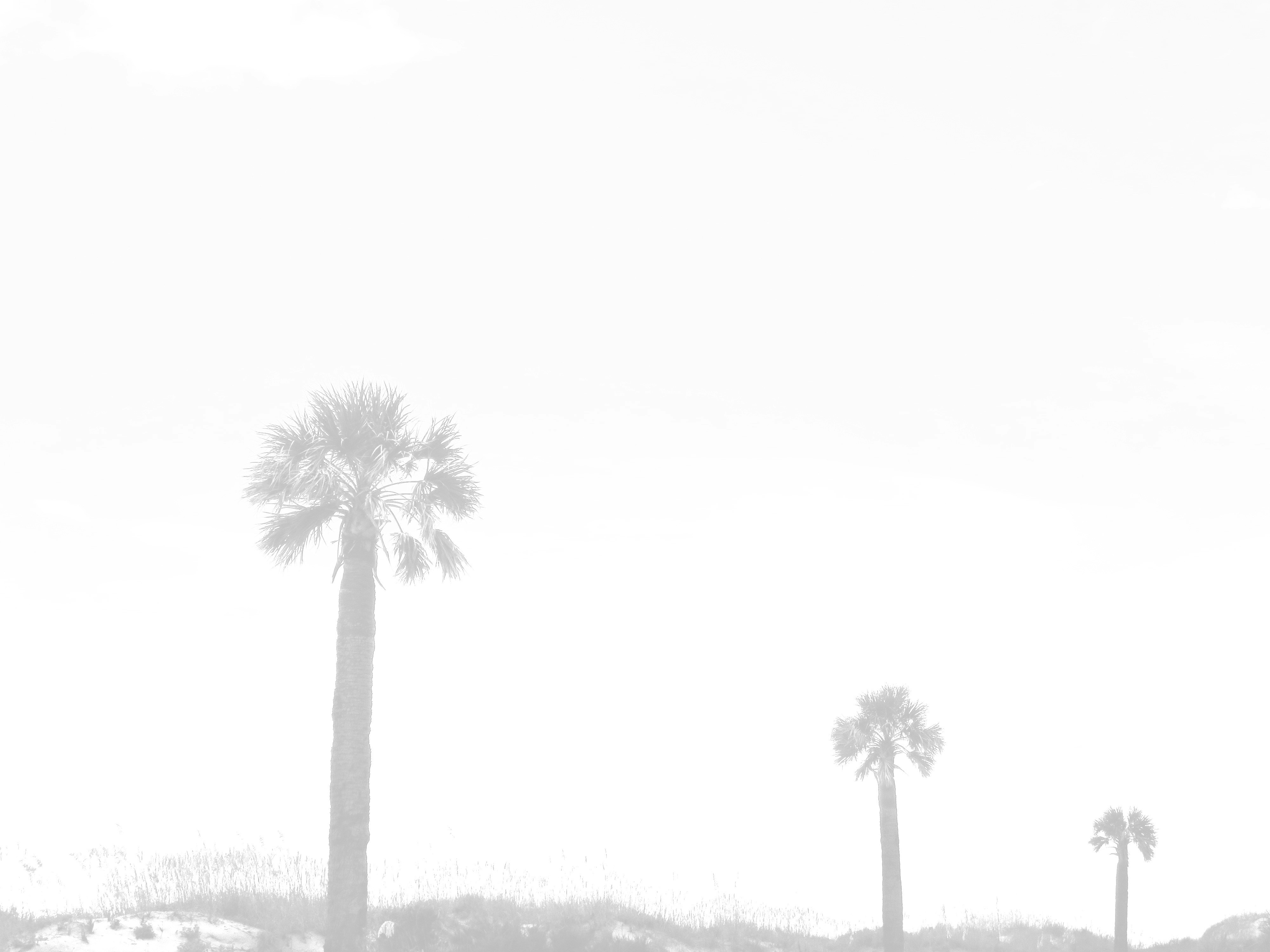 Silhouetted palm trees stand against a soft, ethereal background, evoking a serene tropical atmosphere.