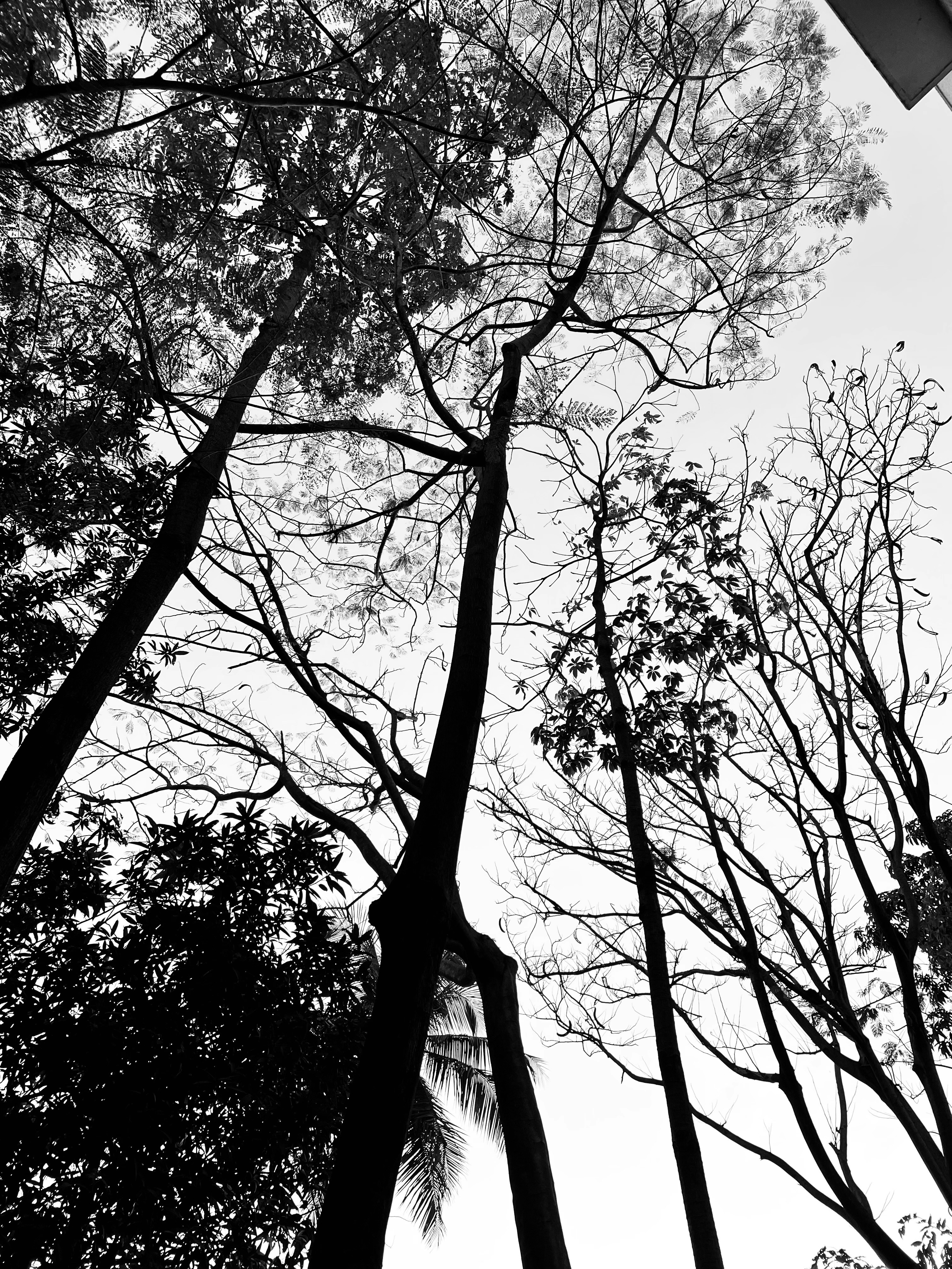 A black and white photo of trees with no leaves photo – Free Tree Image ...