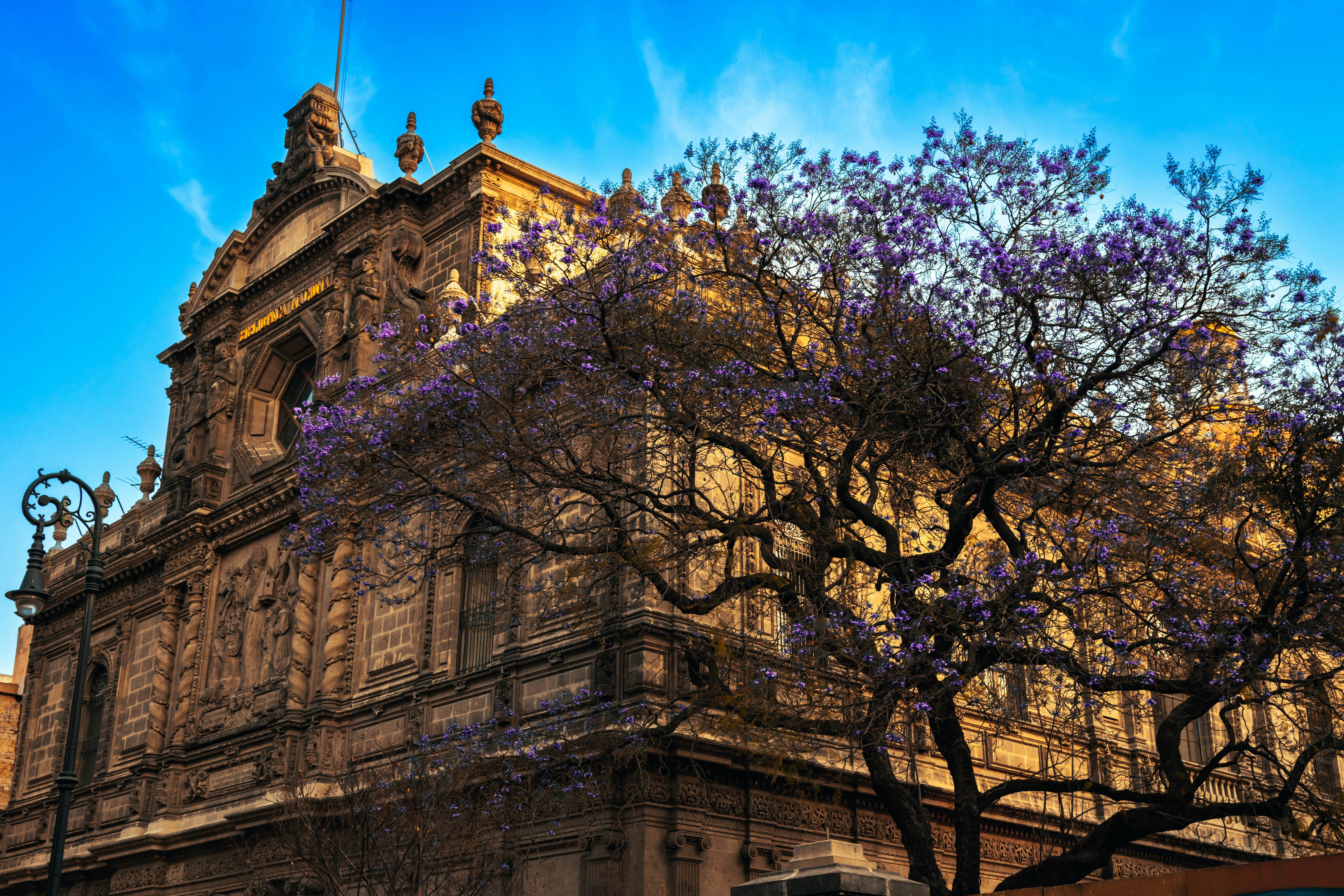 A tall building with a tree in front of it photo – Free Cdmx Image on ...