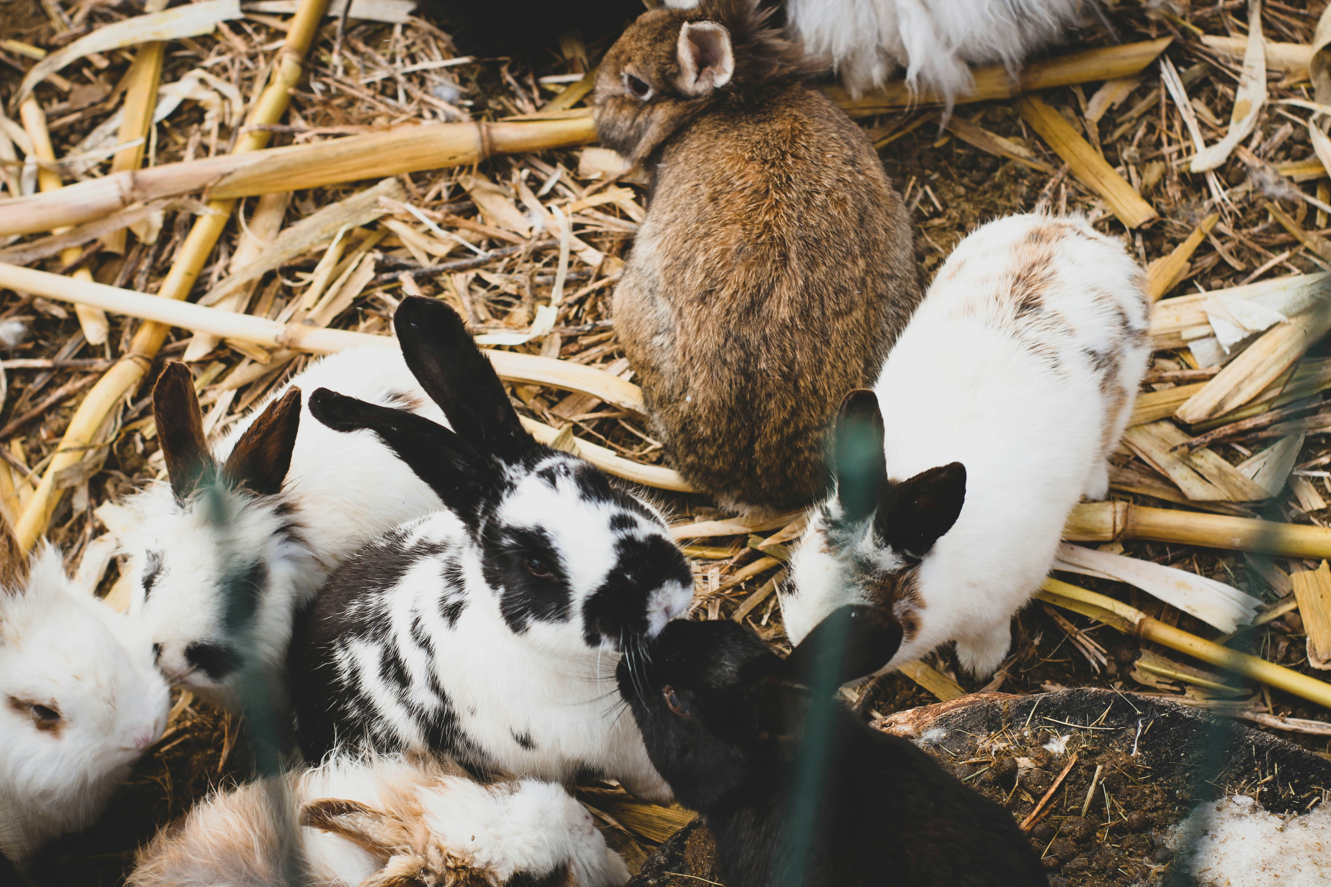 Group of rabbits gathered in a straw-filled enclosure