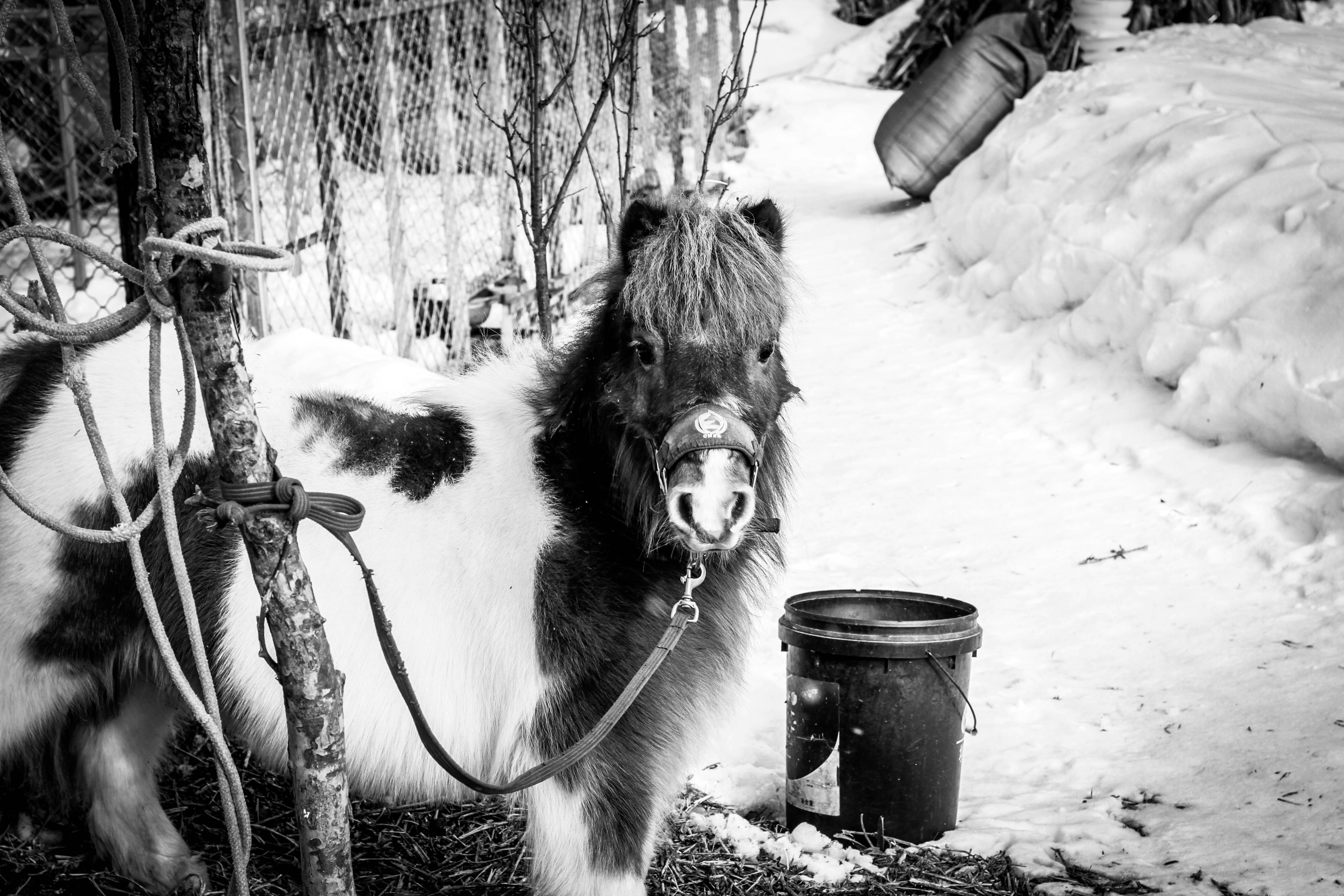 Snowbound Pony Gaze: Quiet Path to the Barn