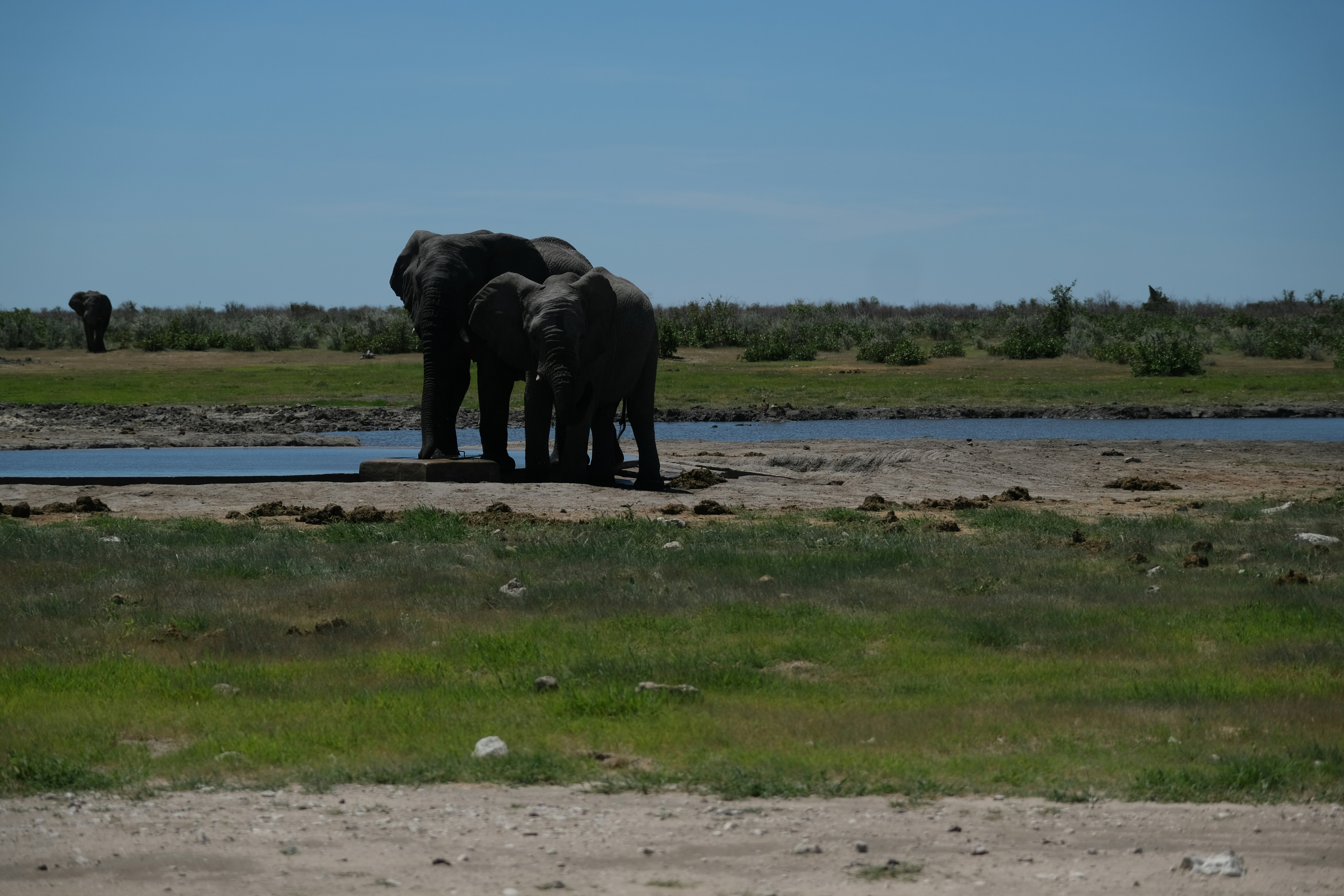 Three Elephants at the Riverbank Under a Wide Blue Savanna Sky