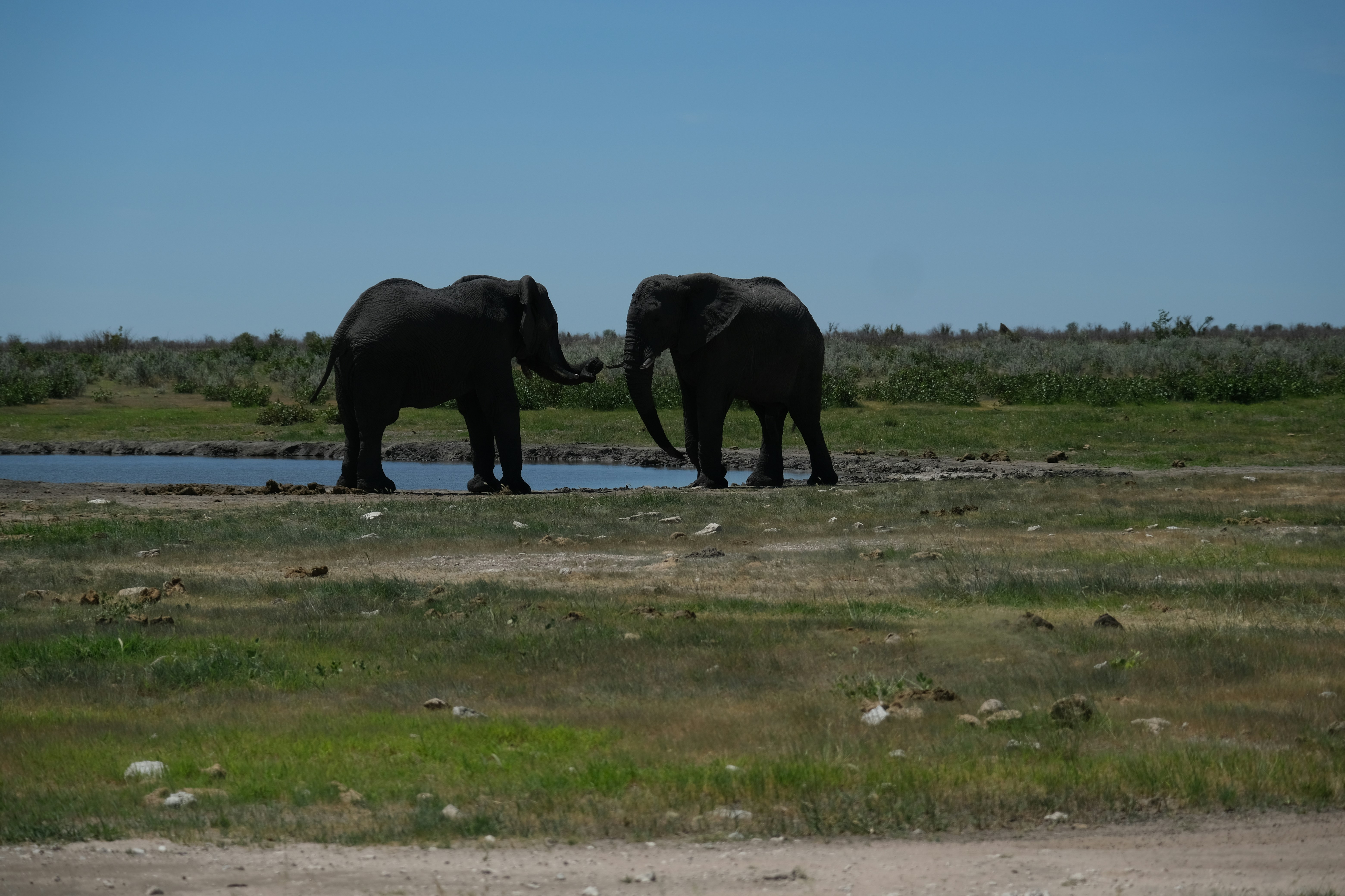 Two elephants at water’s edge under a wide savanna sky