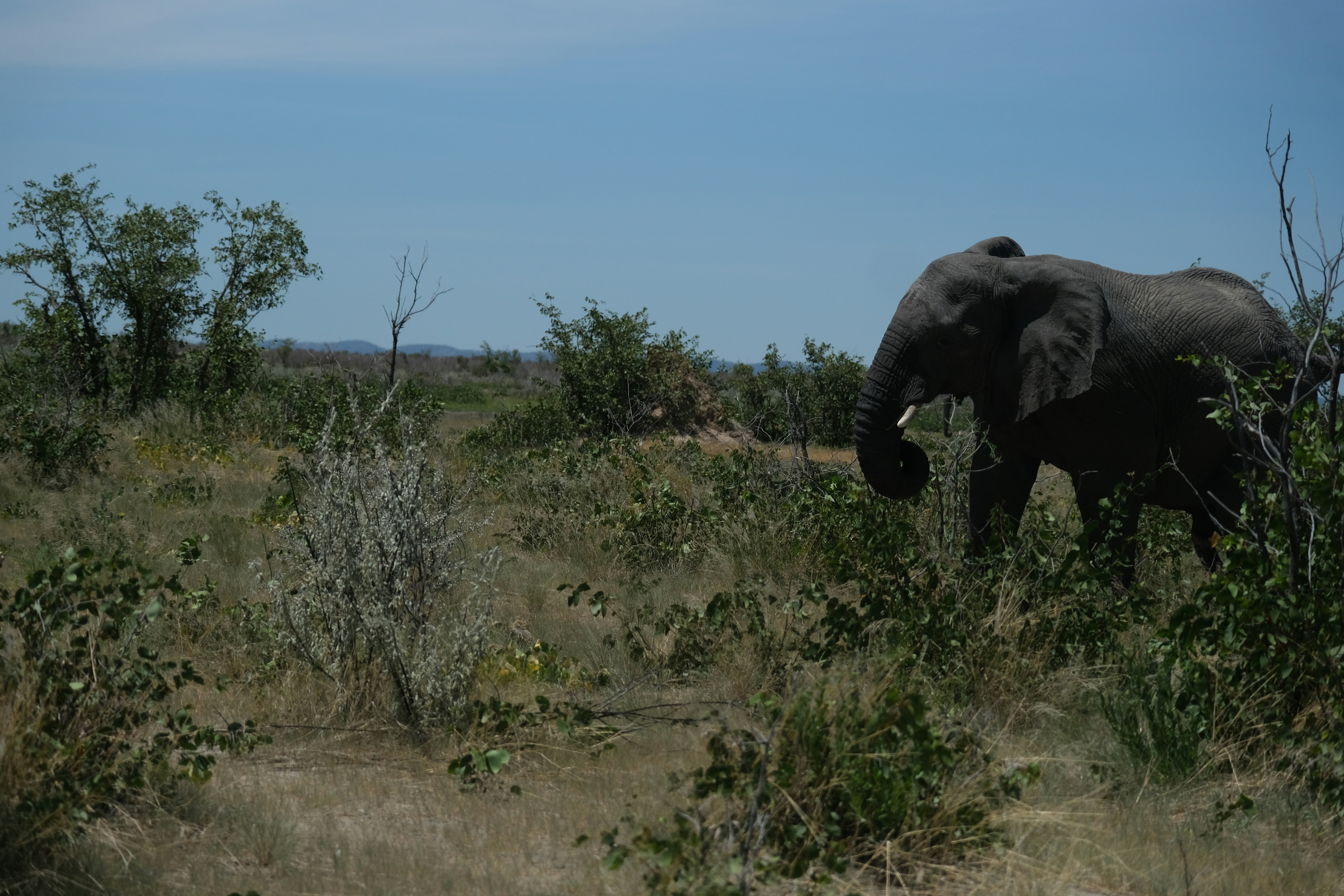 Right-Side Sentinel: Elephant in the Open Savannah