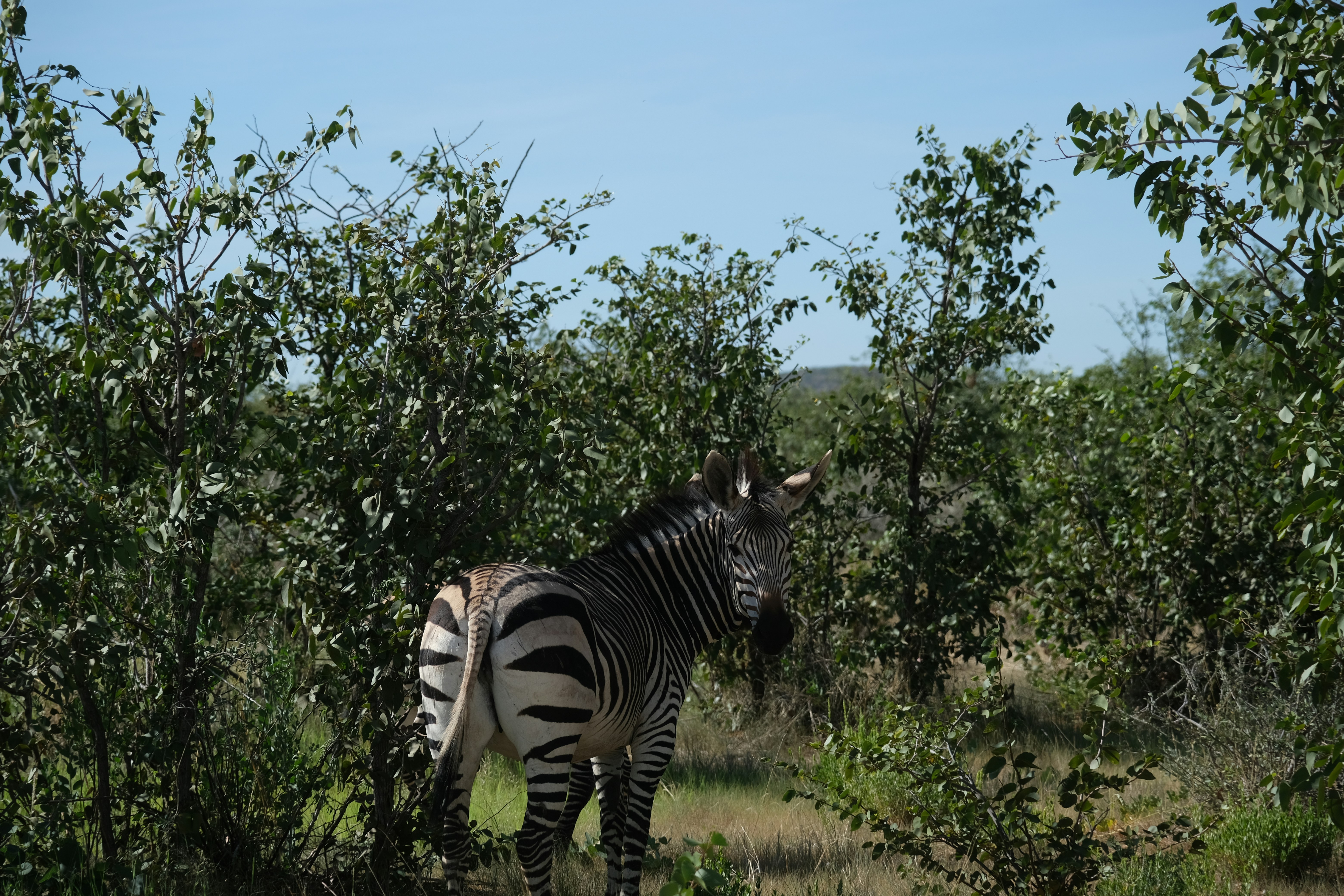 Zebra in Dappled Light at the Edge of the Brush