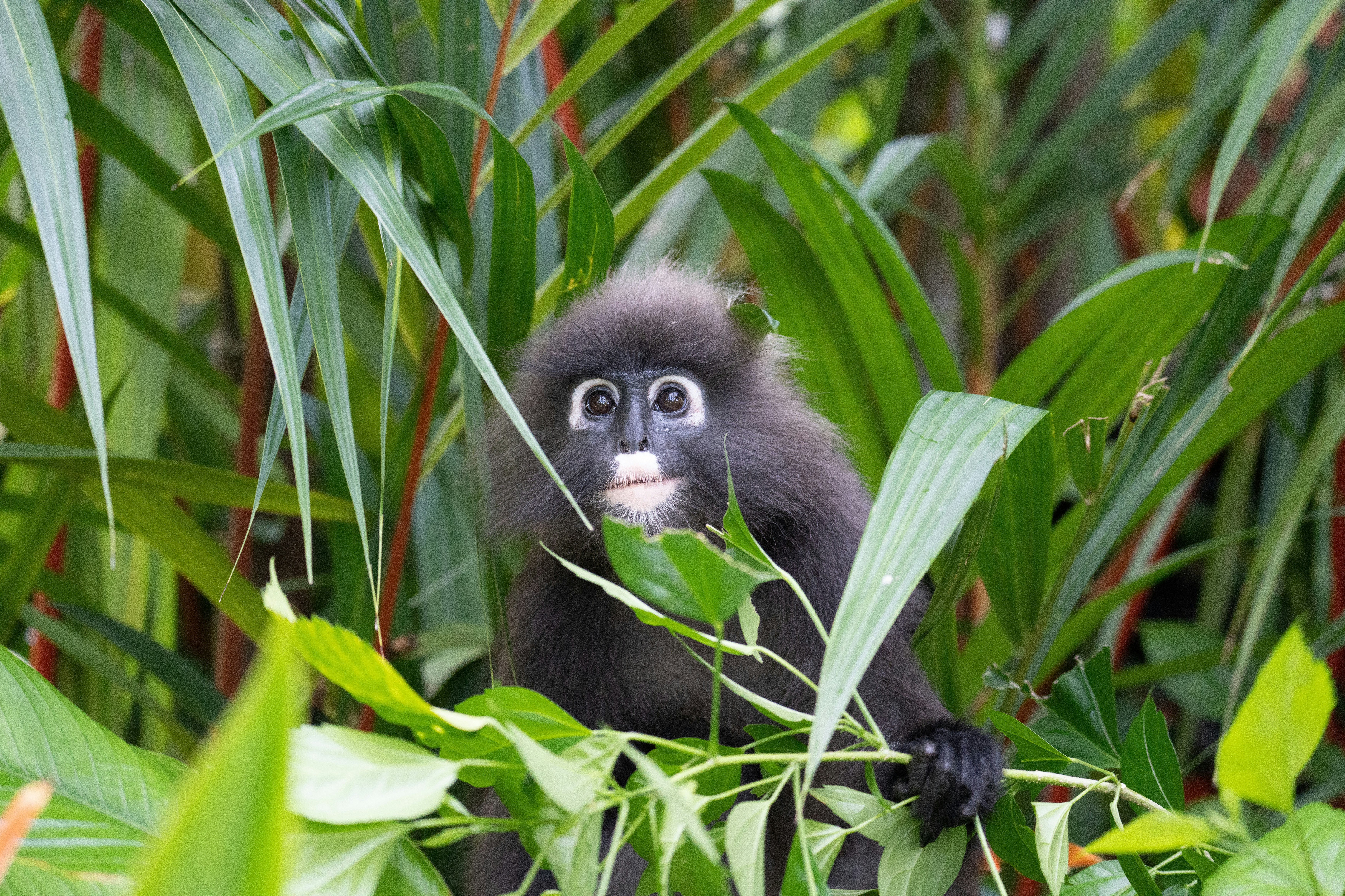 A young monkey peering through vibrant foliage, showcasing its inquisitive nature in a tropical setting.