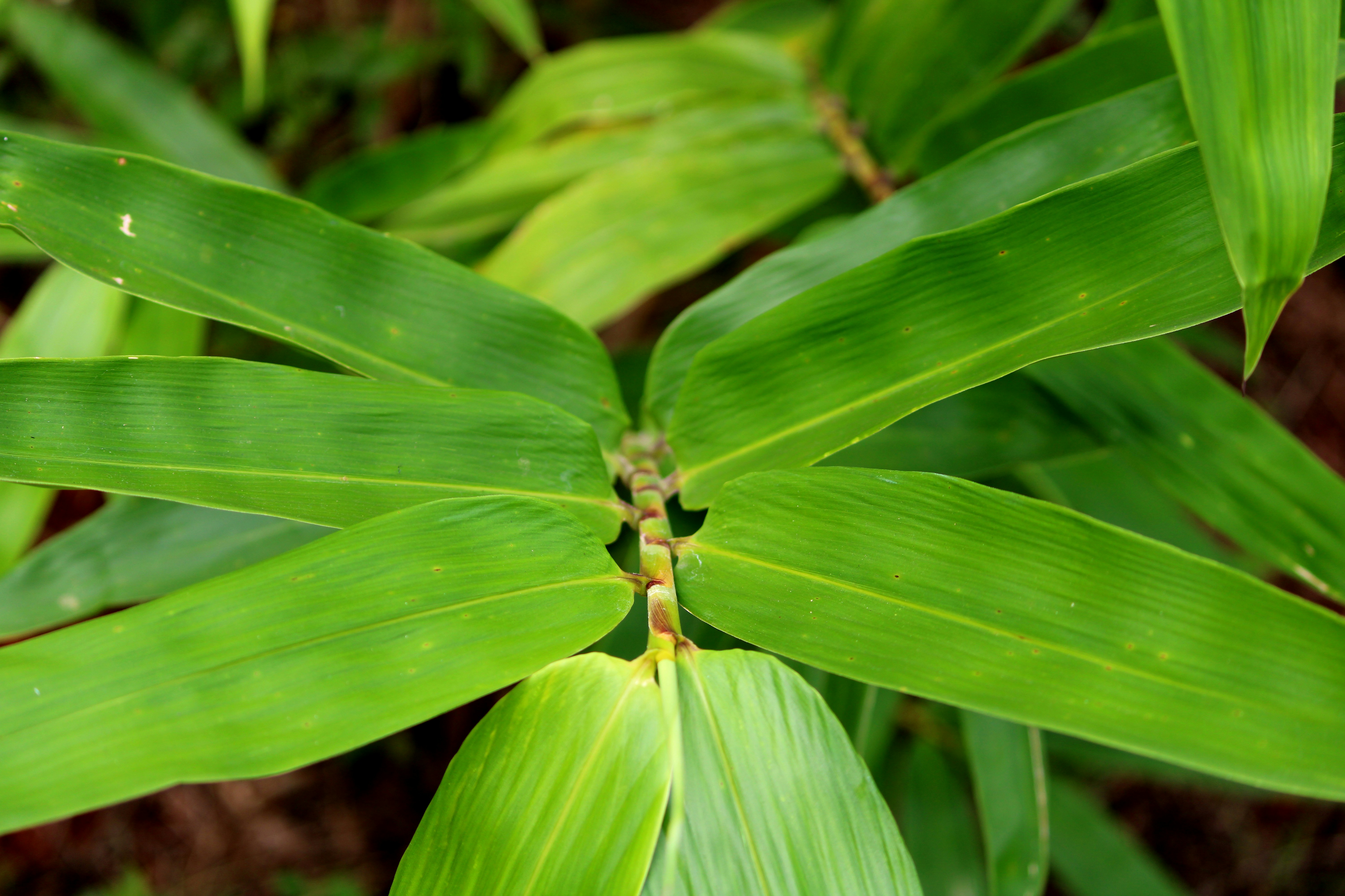 Photo by Vg Bingi with Canon EOS 2000D