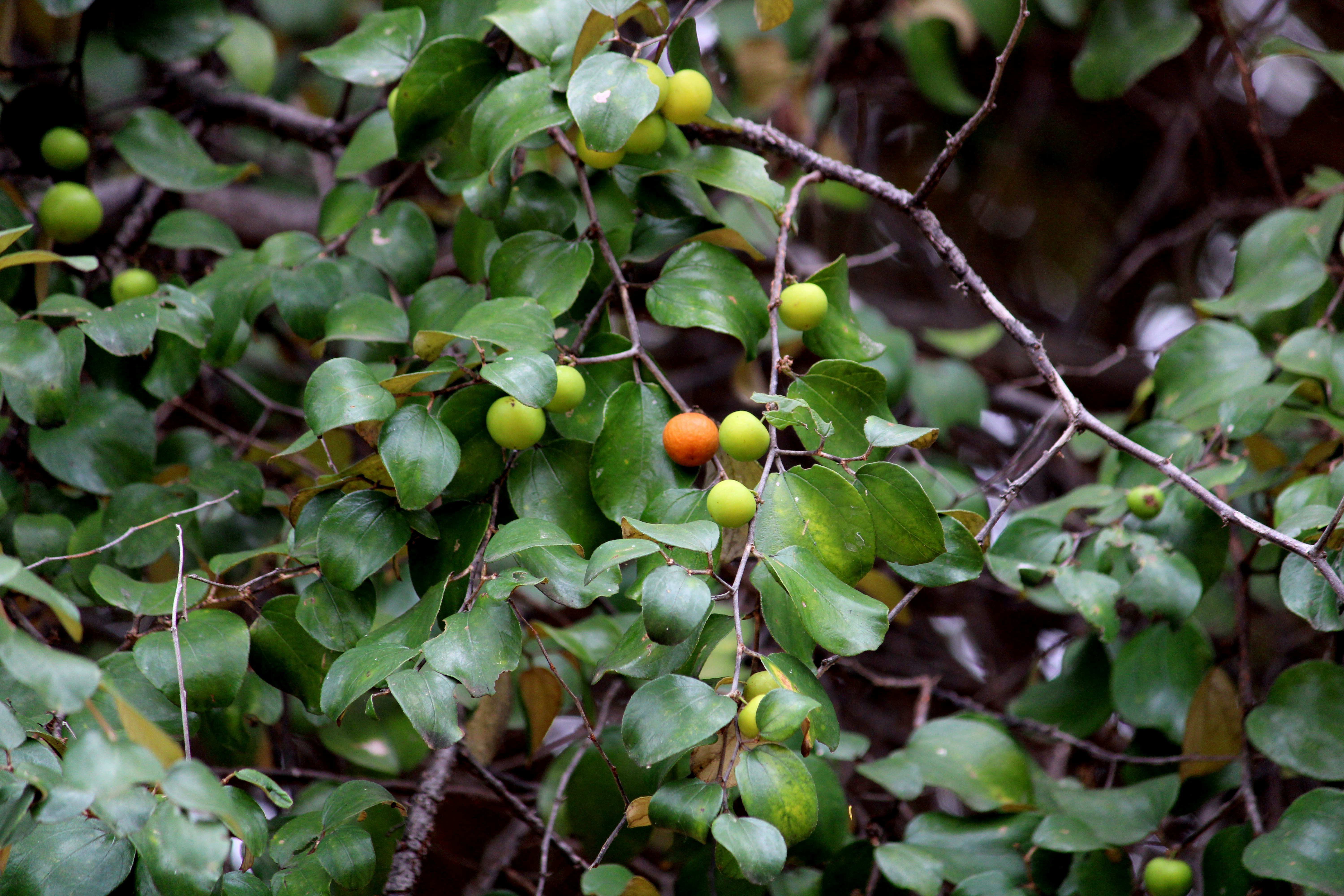 Un arbre rempli de beaucoup de feuilles vertes photo – Image gratuite ...