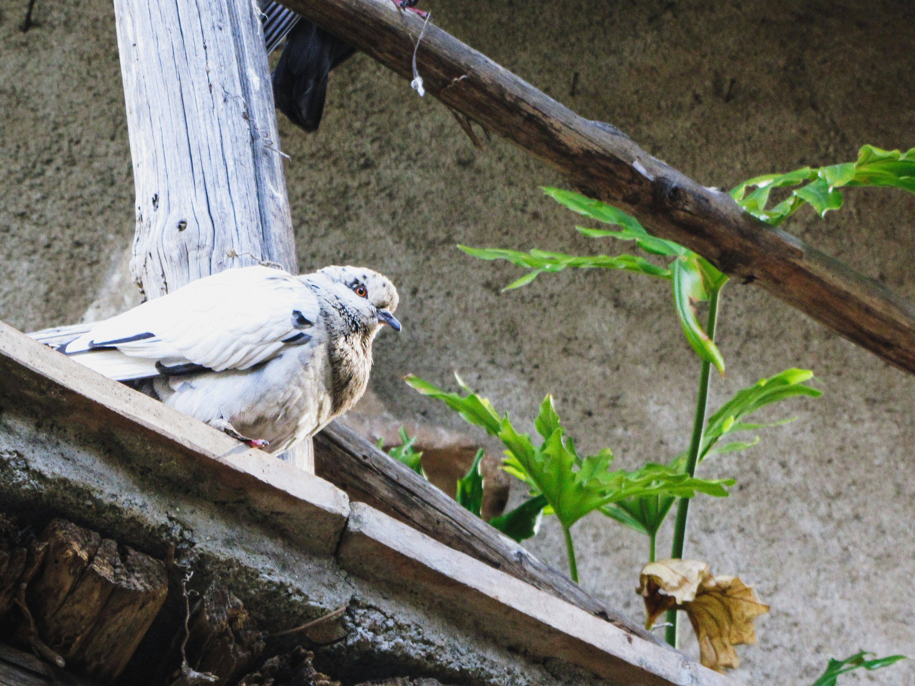 A white pigeon resting on a wooden ledge surrounded by lush green foliage, showcasing a blend of urban and natural elements.