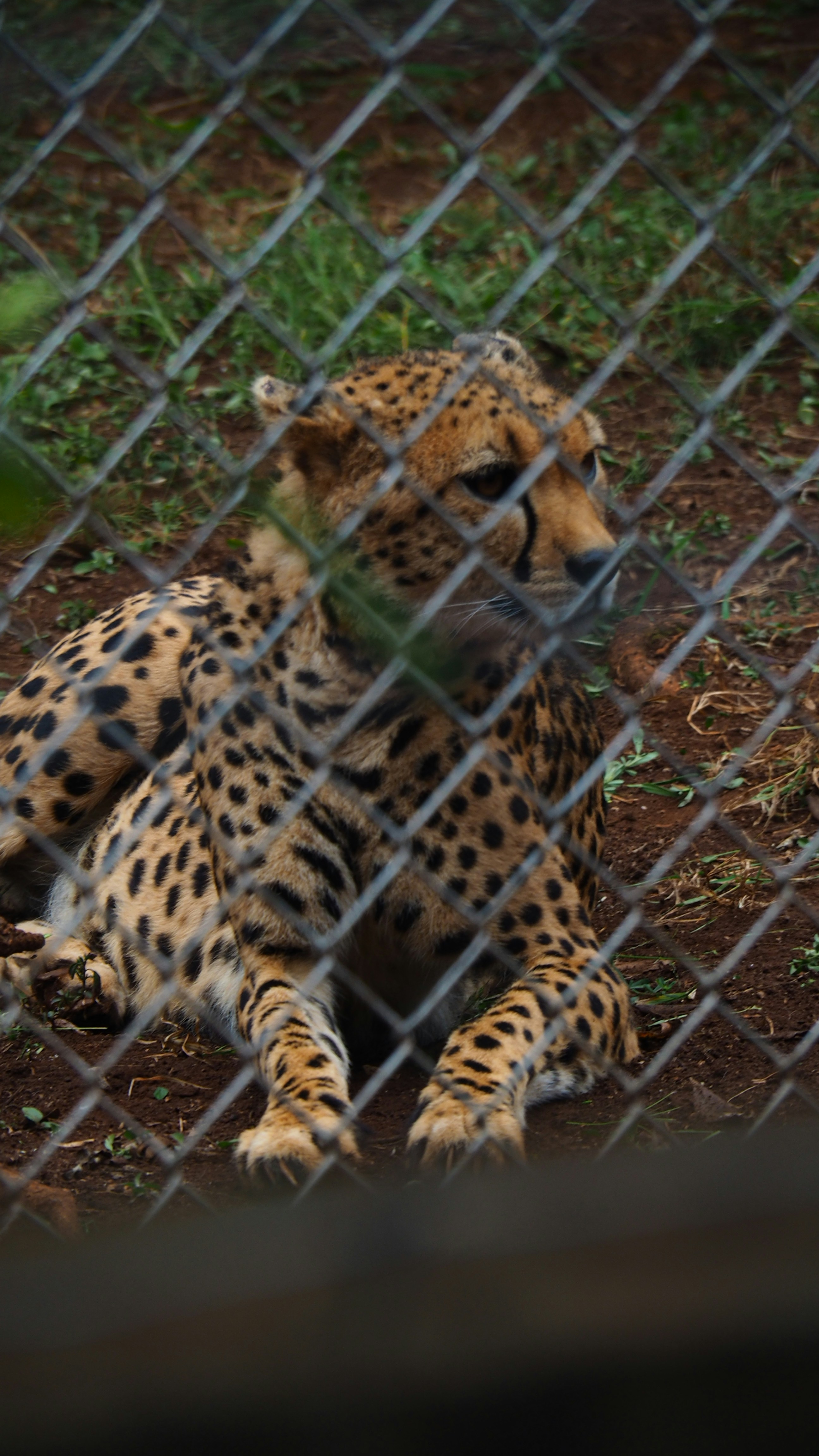 Cheetah Resting Behind a Chain-Link Barrier
