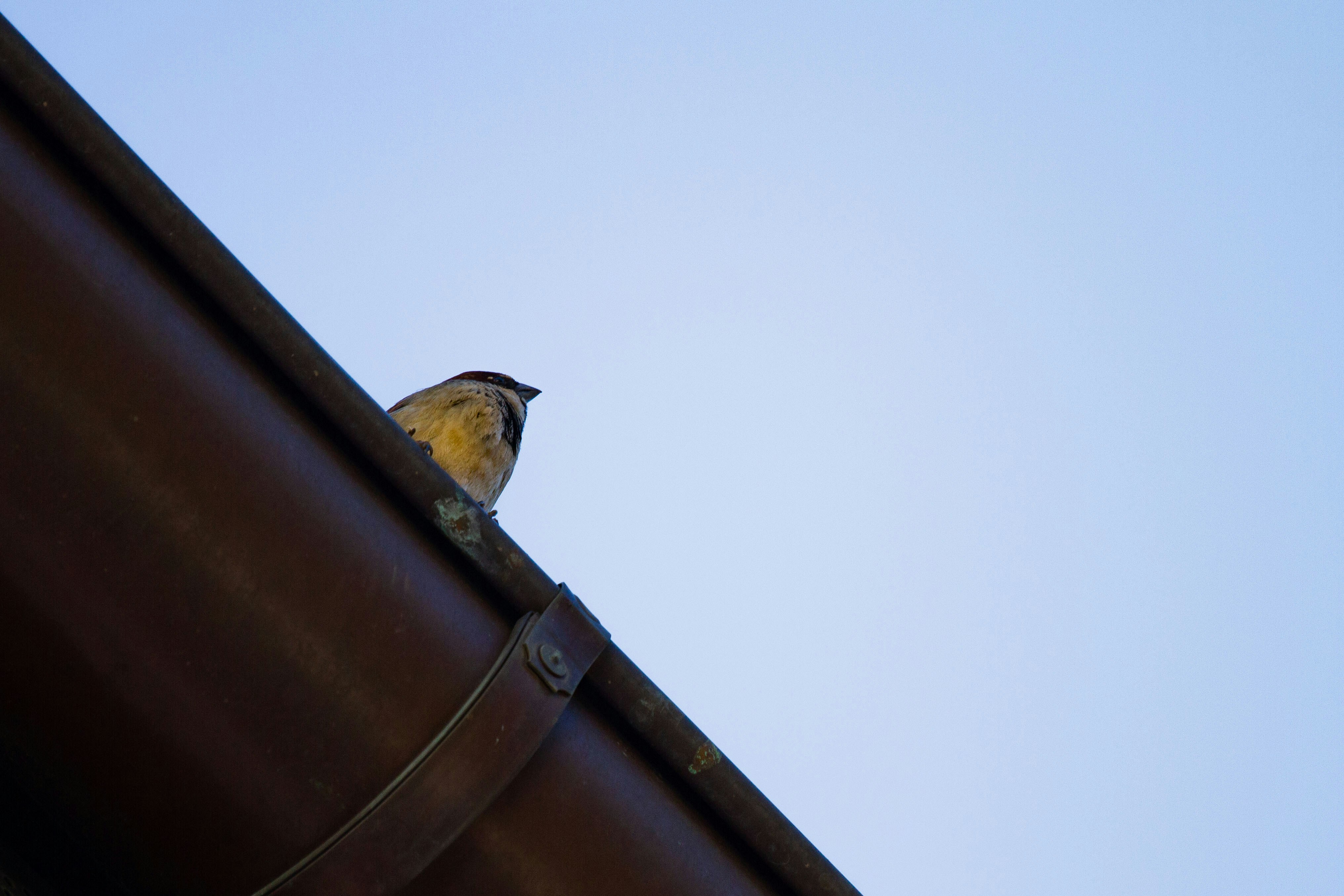 A small bird rests on the edge of a roof under a clear blue sky.