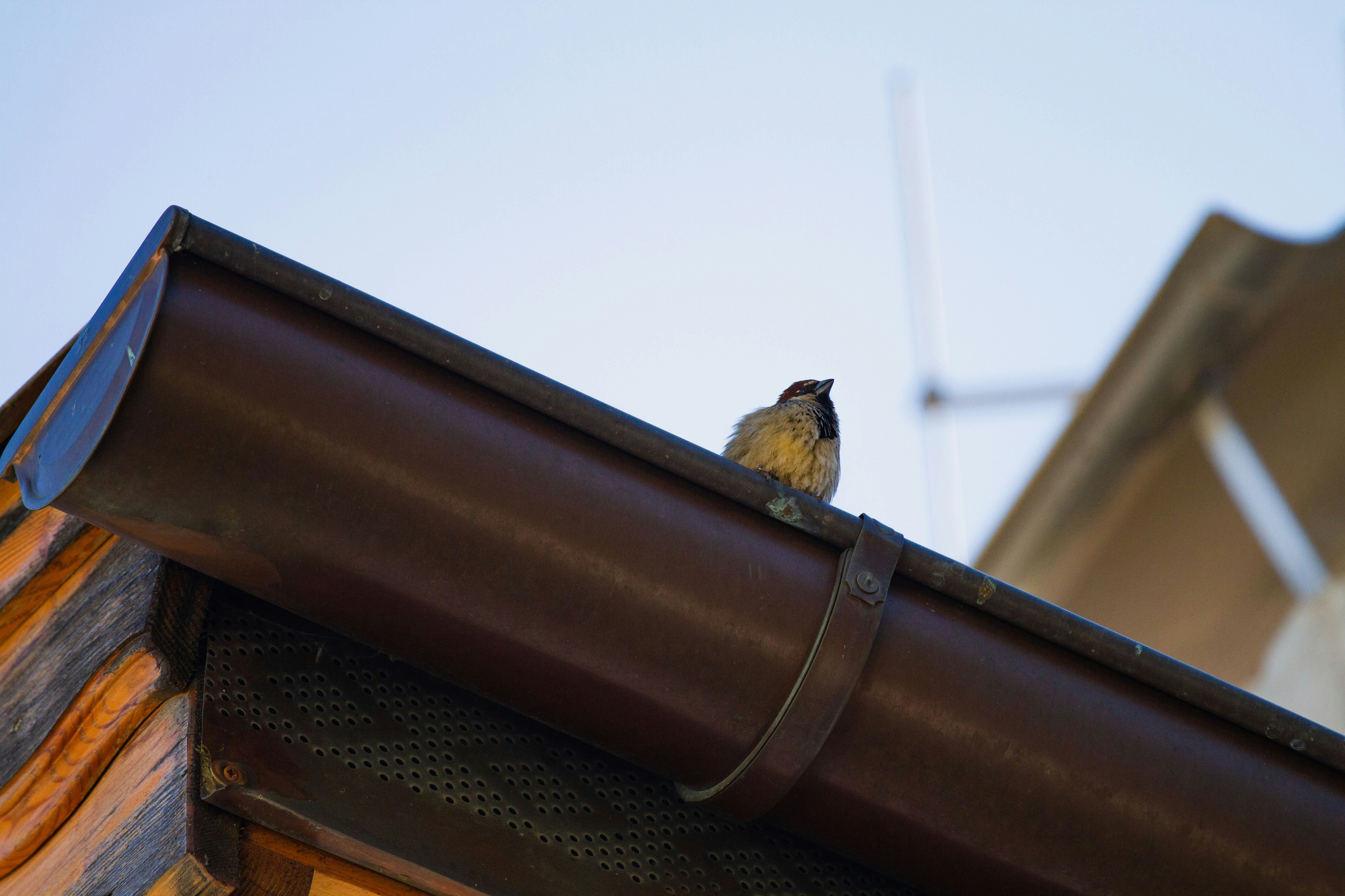 a small bird sitting on top of a roof