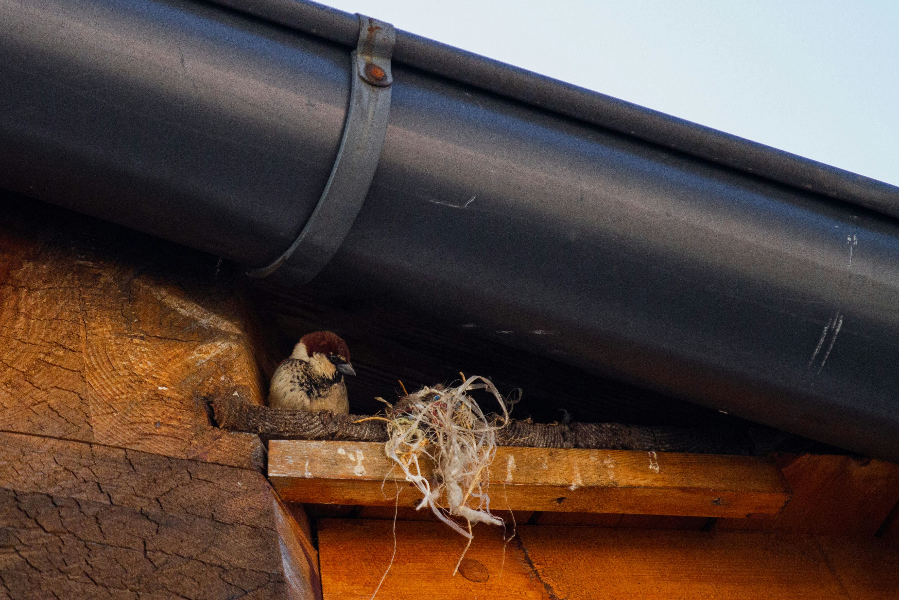 Sparrow Perch Beneath the Roofline: A Quiet Nesting Moment