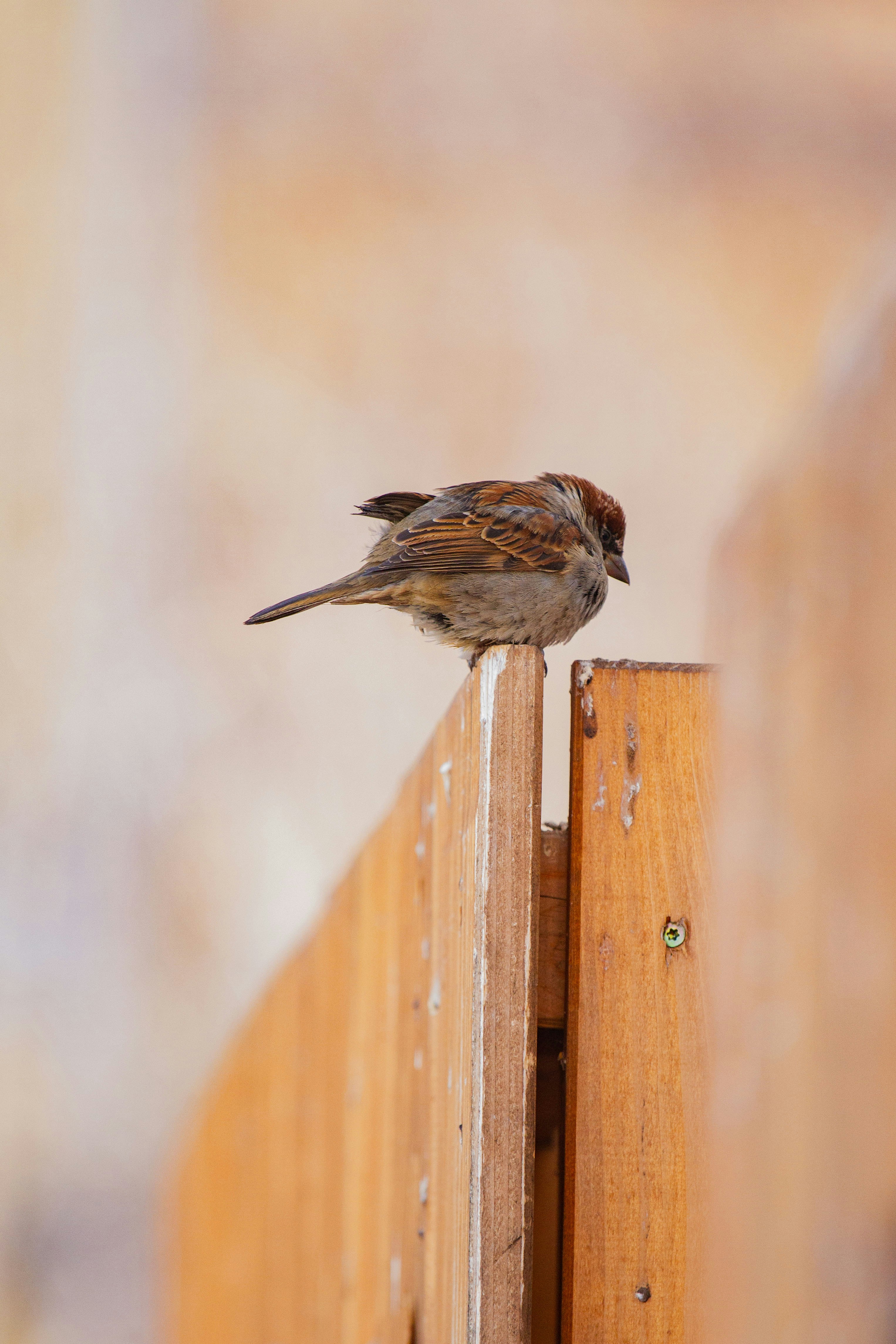 a small bird perched on top of a wooden fence