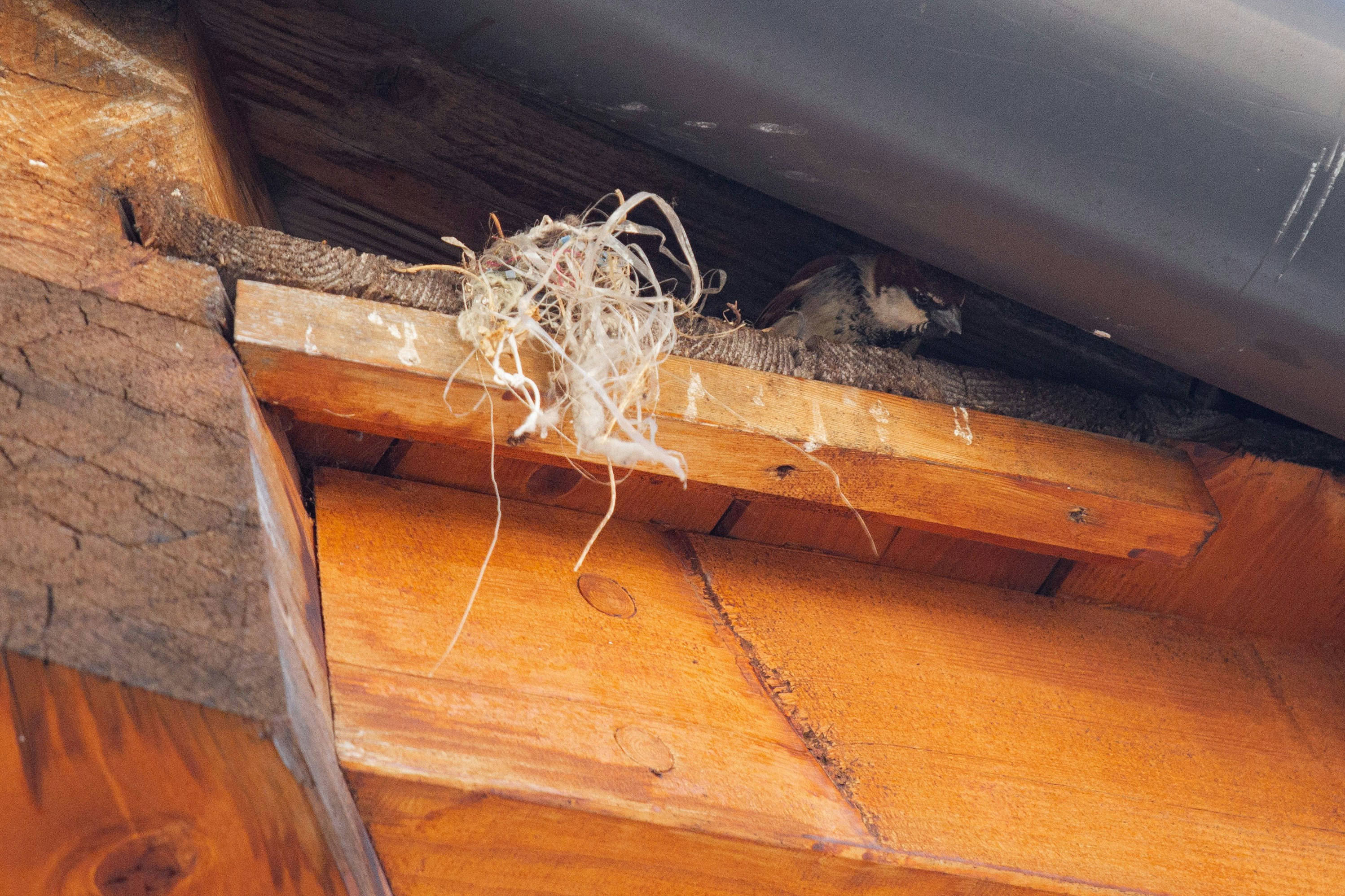 a close up of a bird nest on a roof