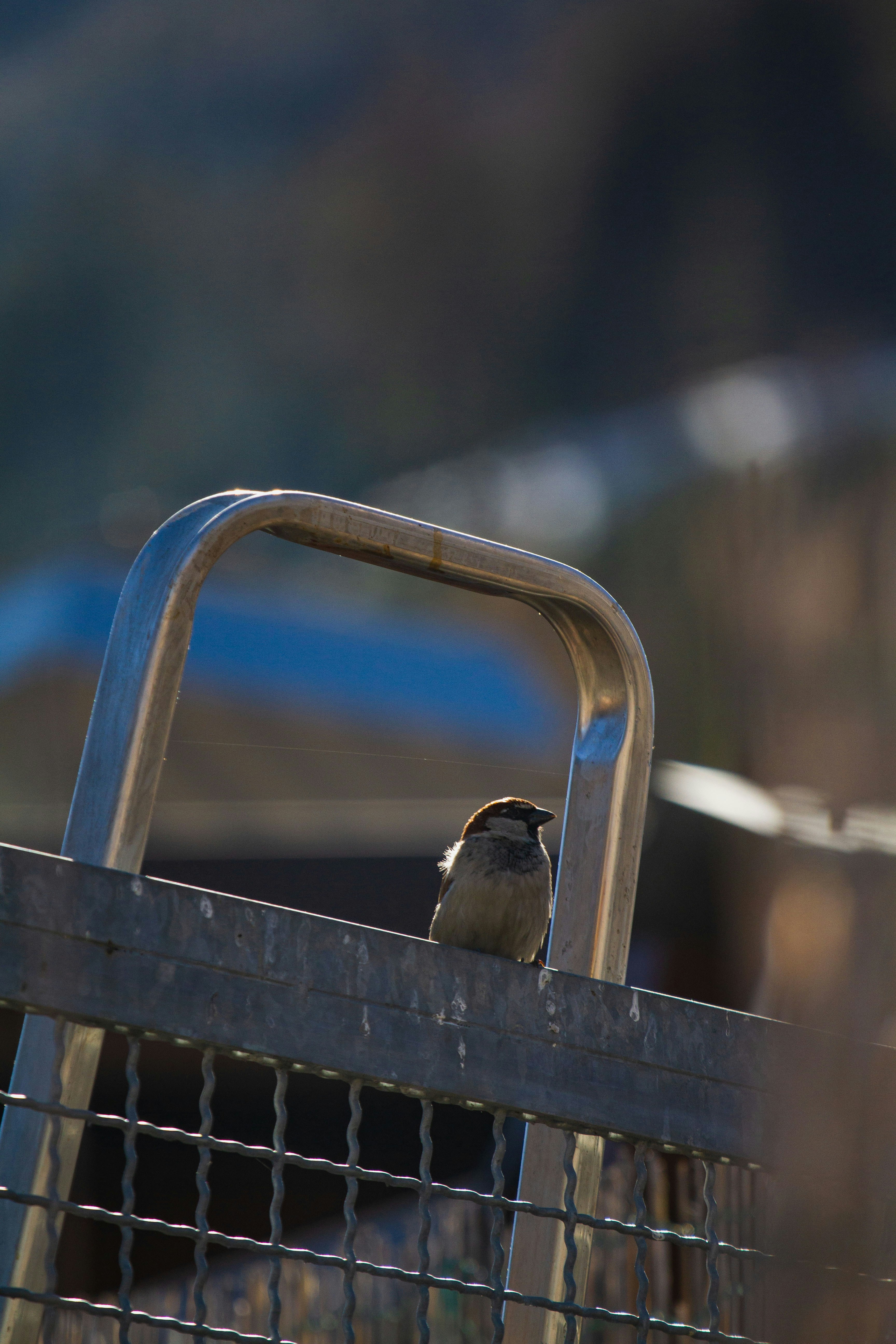 Sparrow perched on a metallic structure, basking in soft sunlight. The background is softly blurred, emphasizing the bird's calm demeanor.
