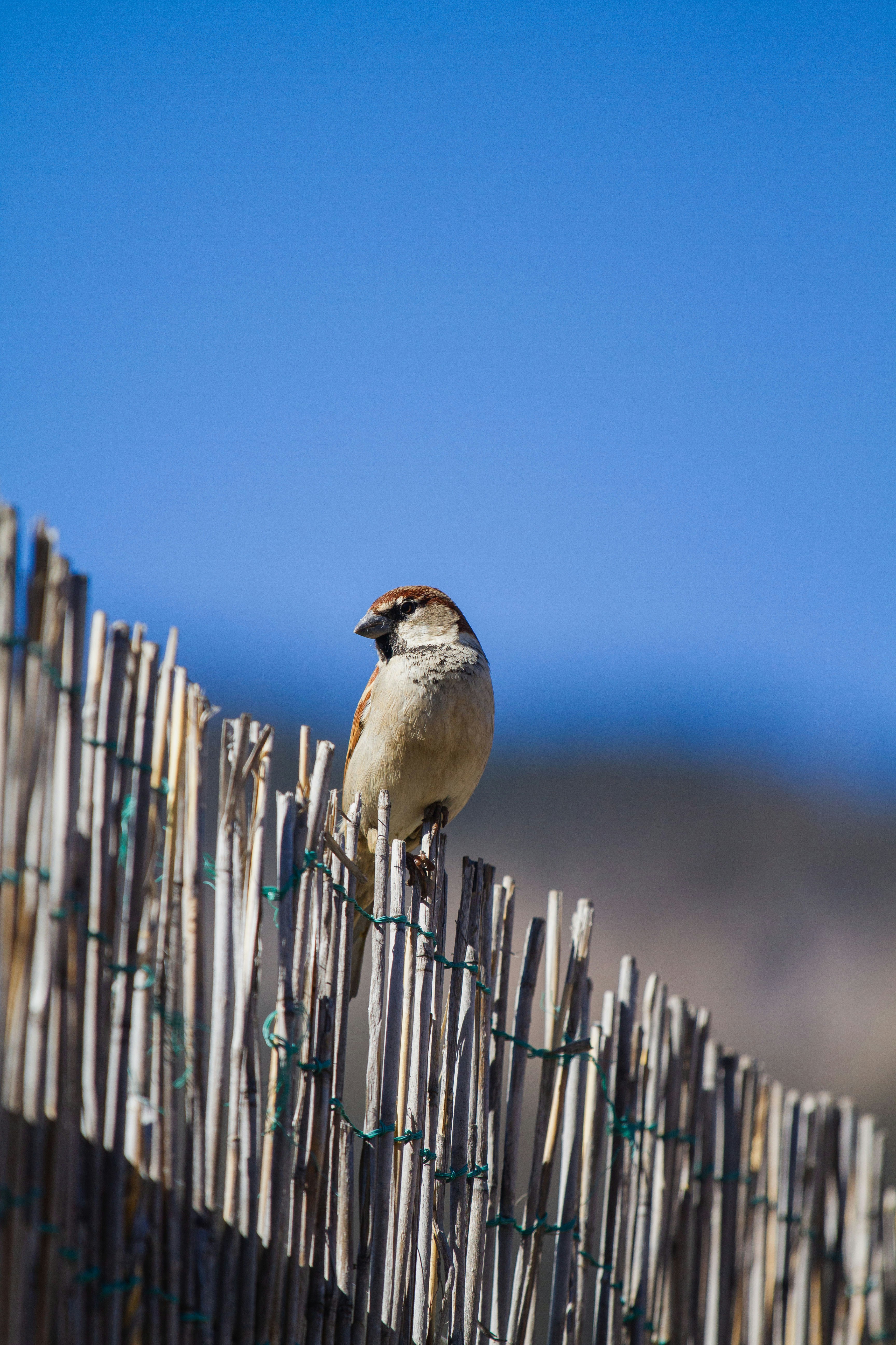 Perched on the Fence: A Sparrow Watches the Blue Horizon