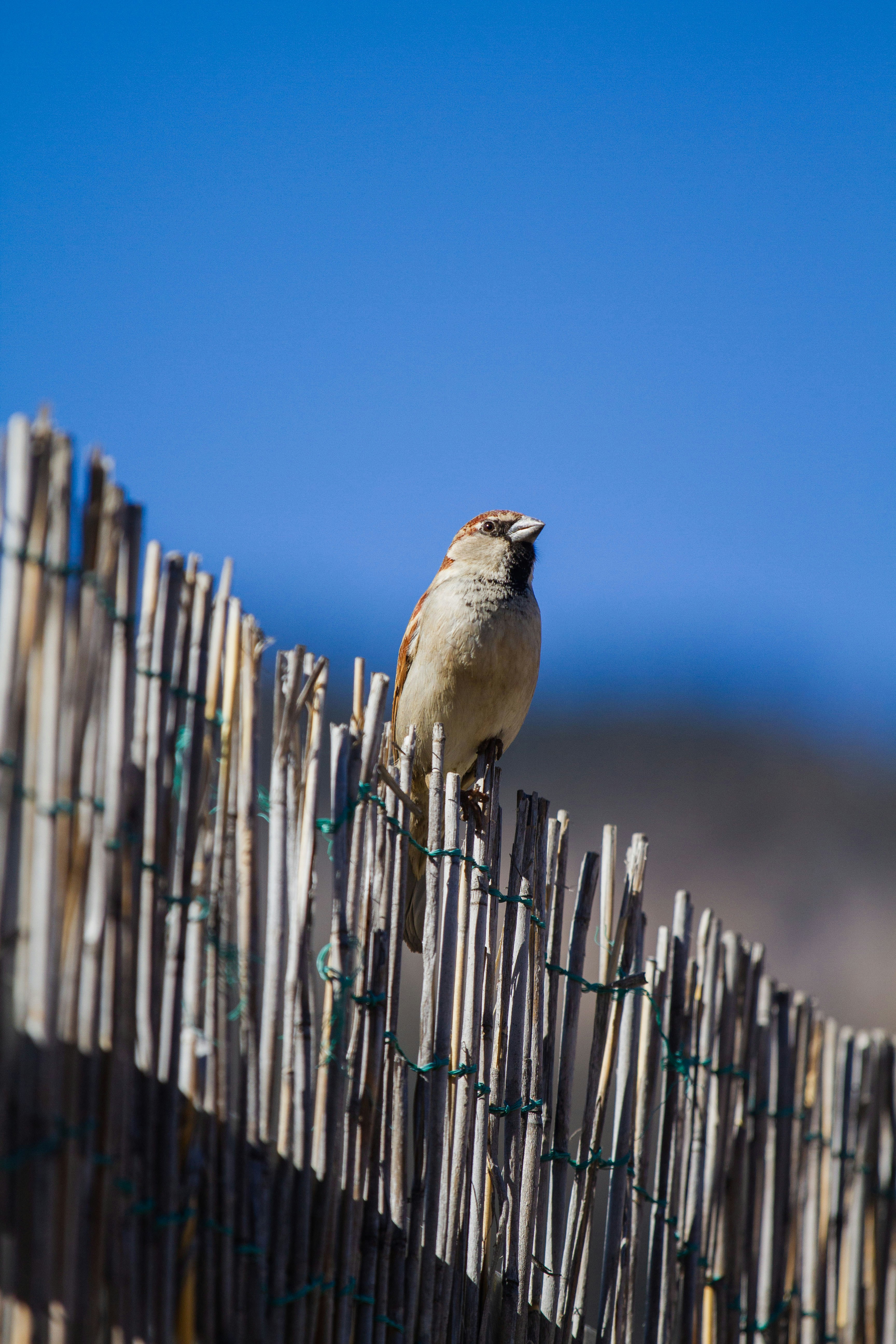 Perch on the Dunes: A sparrow pauses on weathered fencing beneath a cobalt sky