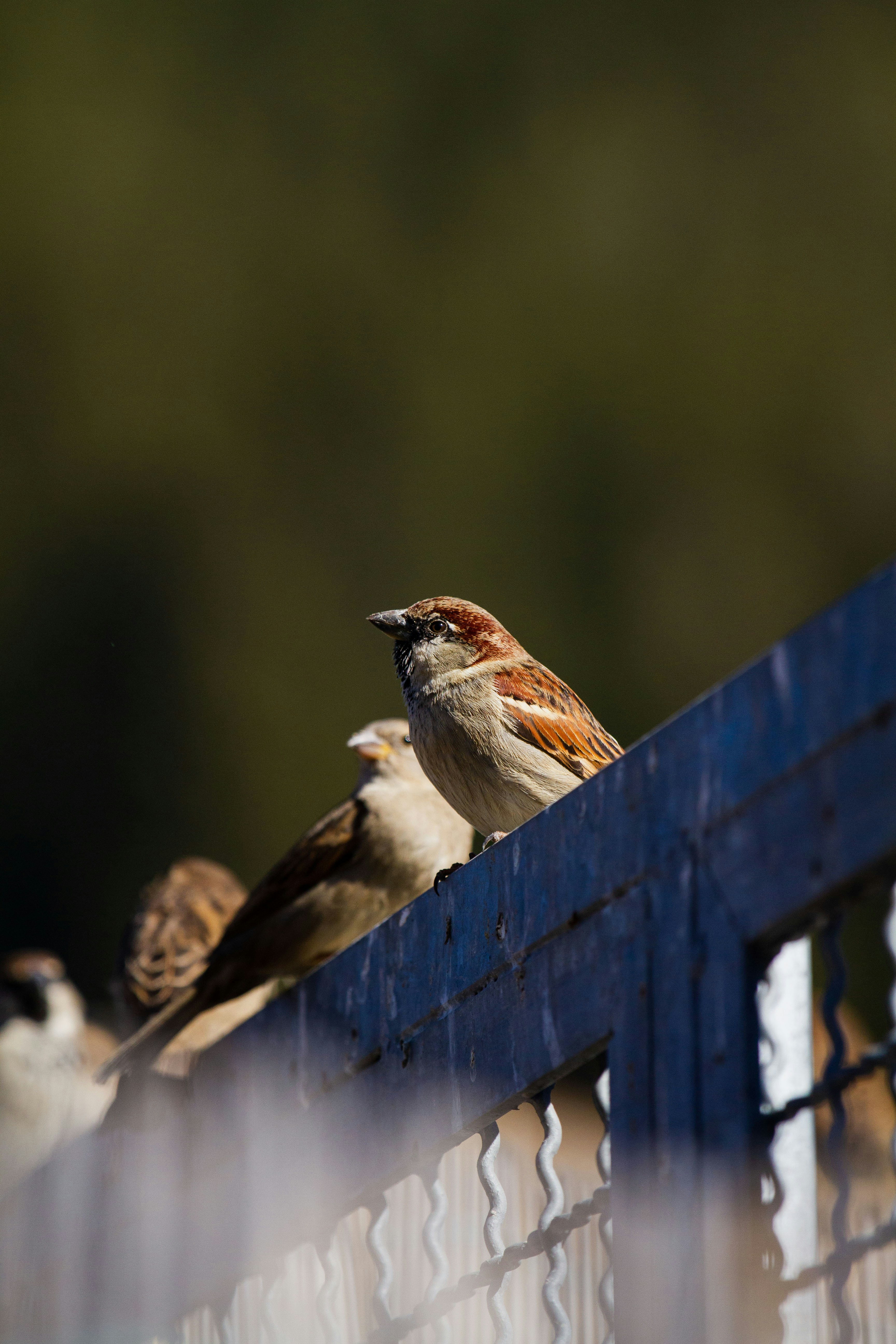 Perched on Blue Rail: A Trio of Sparrows in Early Light